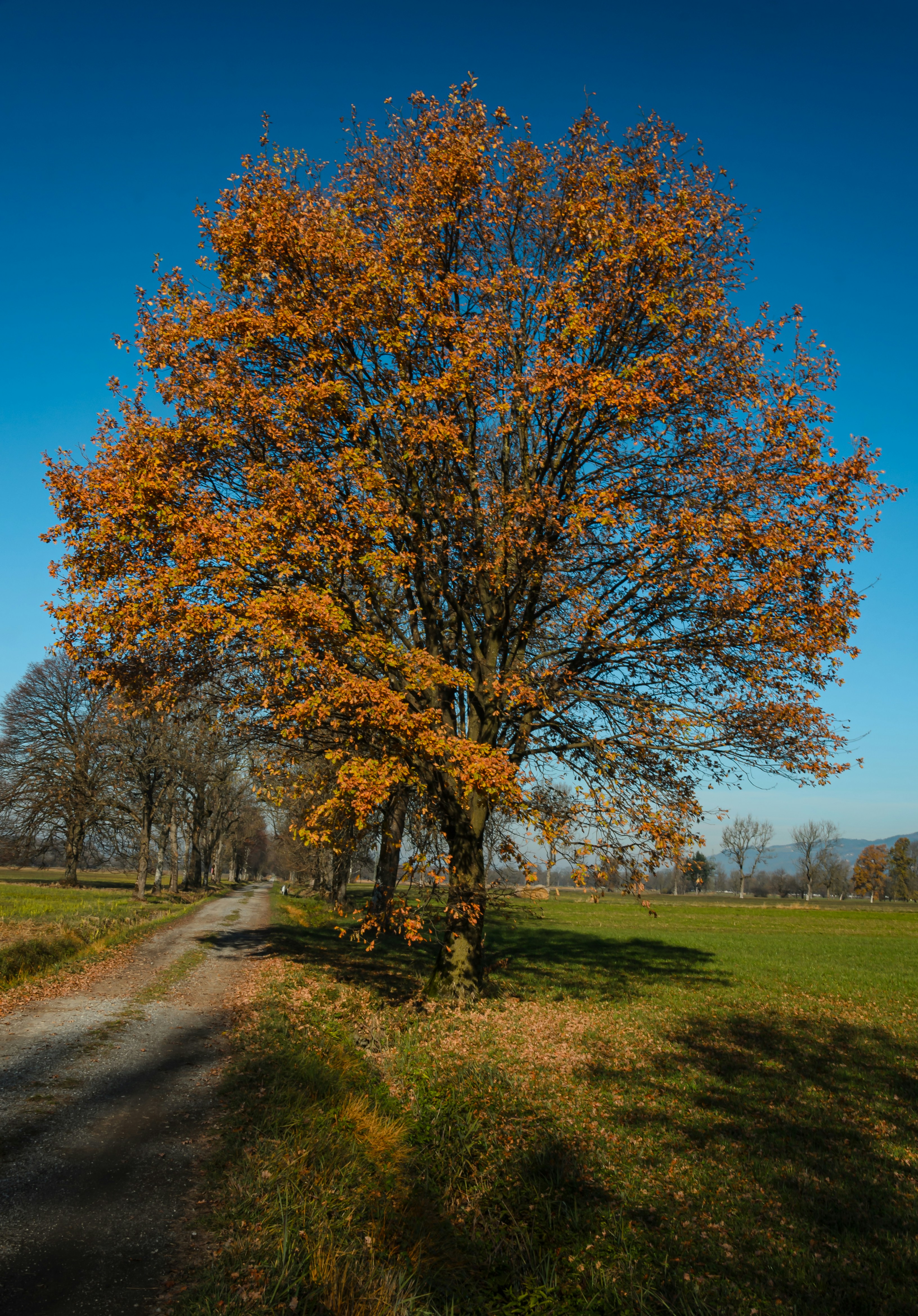 Brown leaf tree on green grass field during daytime photo – Free Travel ...