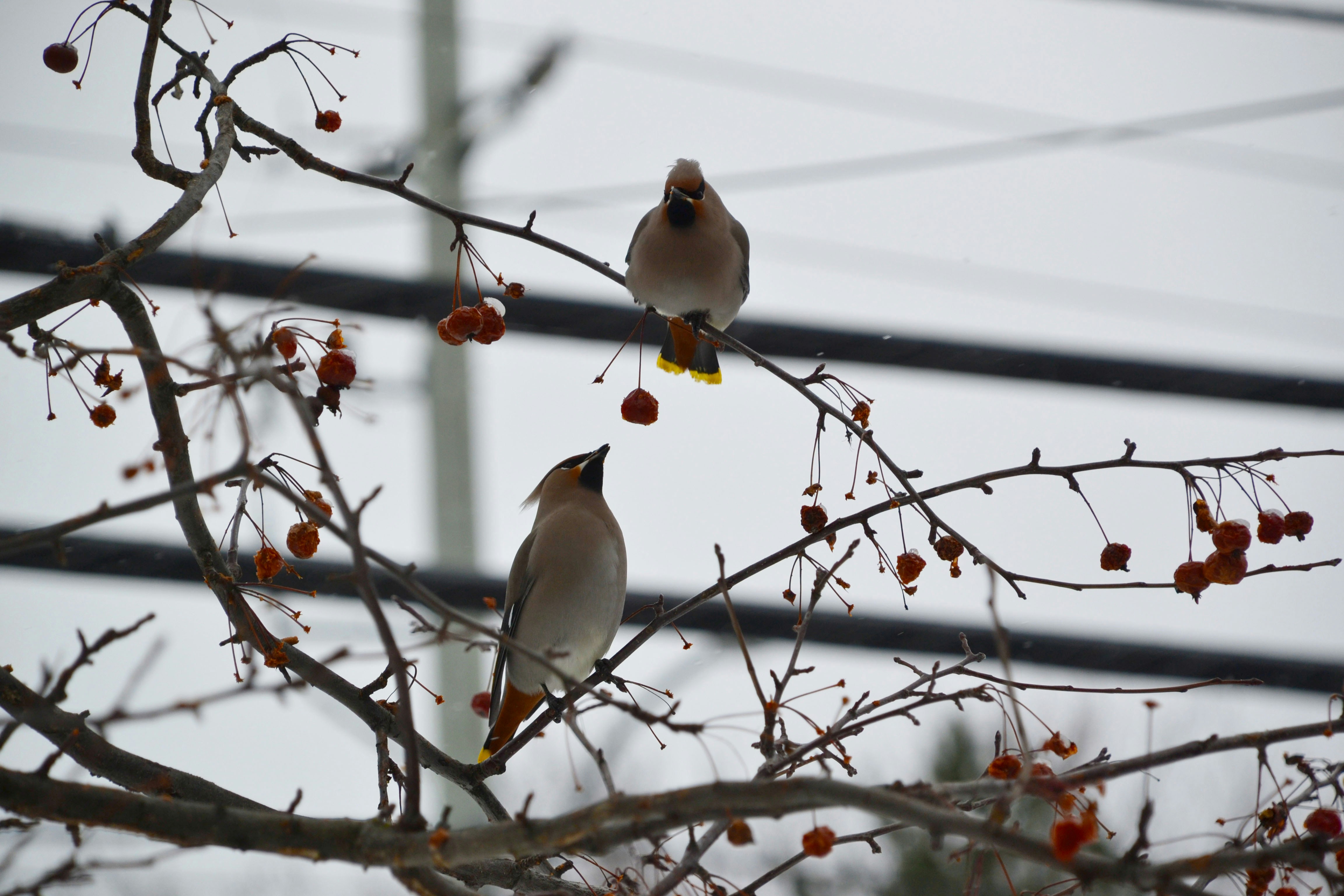 Two birds perched on a bare tree branch adorned with small red berries, set against a backdrop of soft snowfall and power lines.