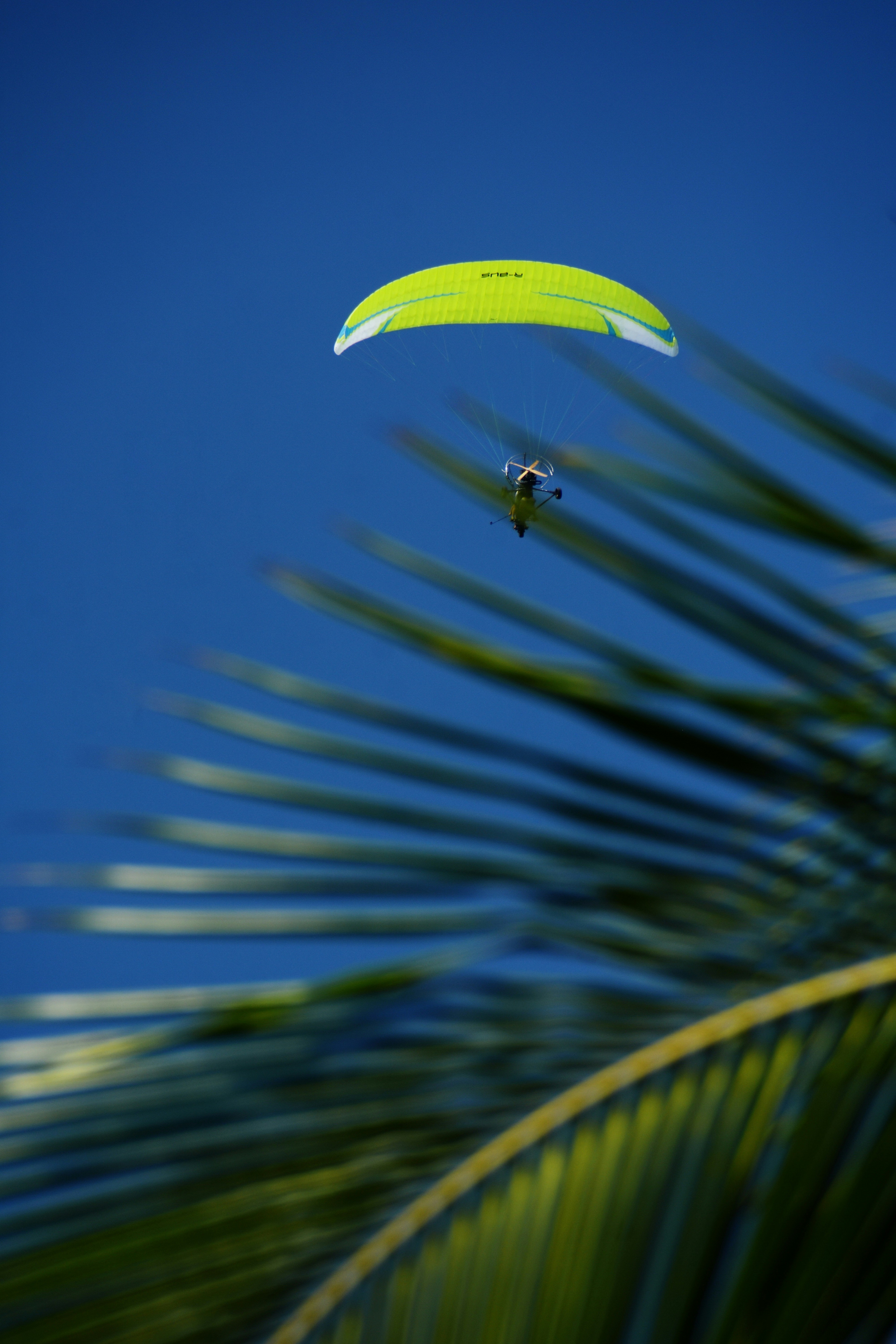 A bright green paraglider gracefully glides against a clear blue sky, framed by the lush leaves of palm trees below.