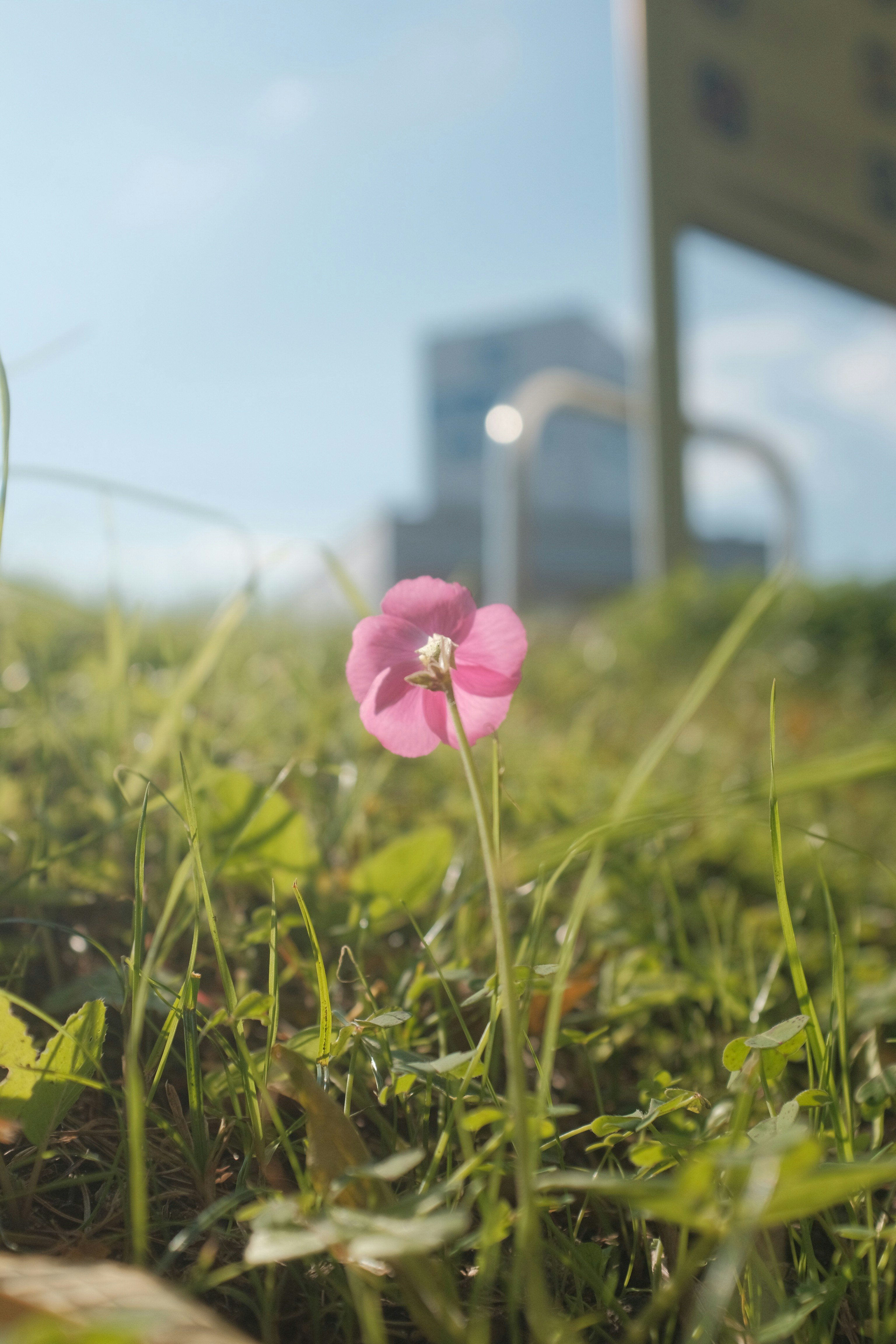 Pink Bloom Against the City: a lone flower rises from grass with a soft urban backdrop