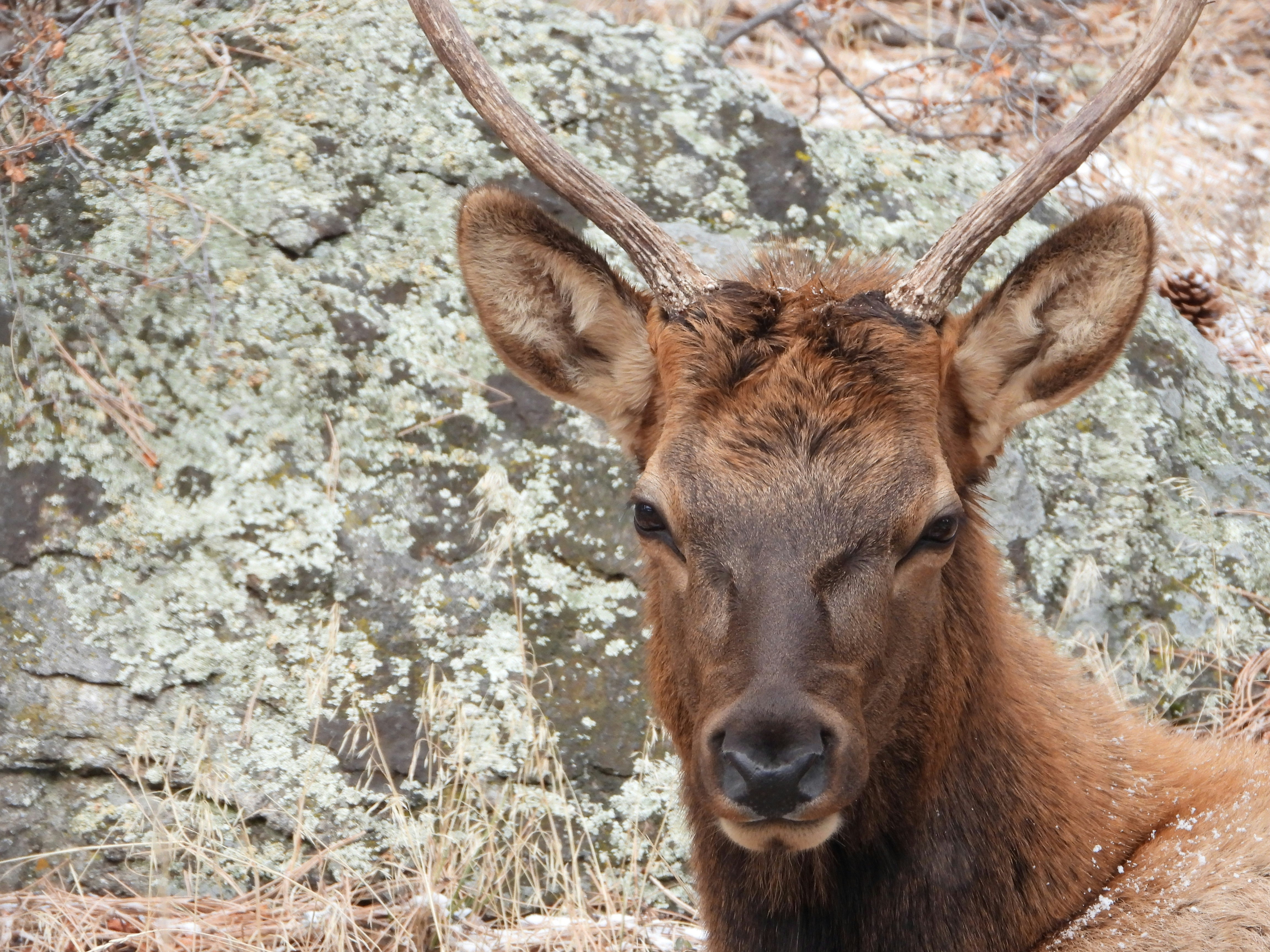 Close-up of a male elk with antlers, set against a textured rocky backdrop. The scene highlights the elk's serene expression and natural surroundings.