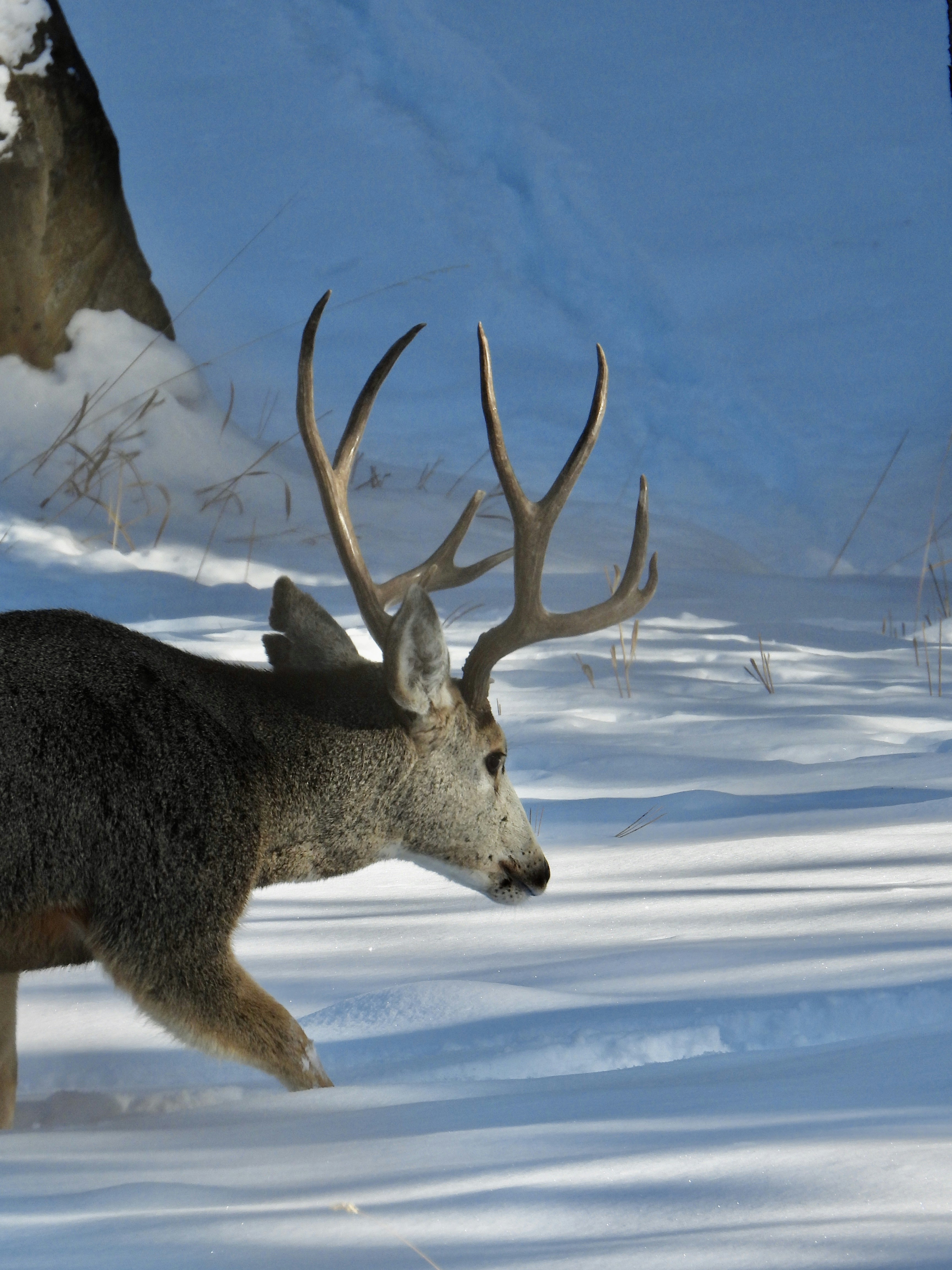 A majestic deer with impressive antlers traverses a snowy landscape, leaving delicate prints in the fresh snow.