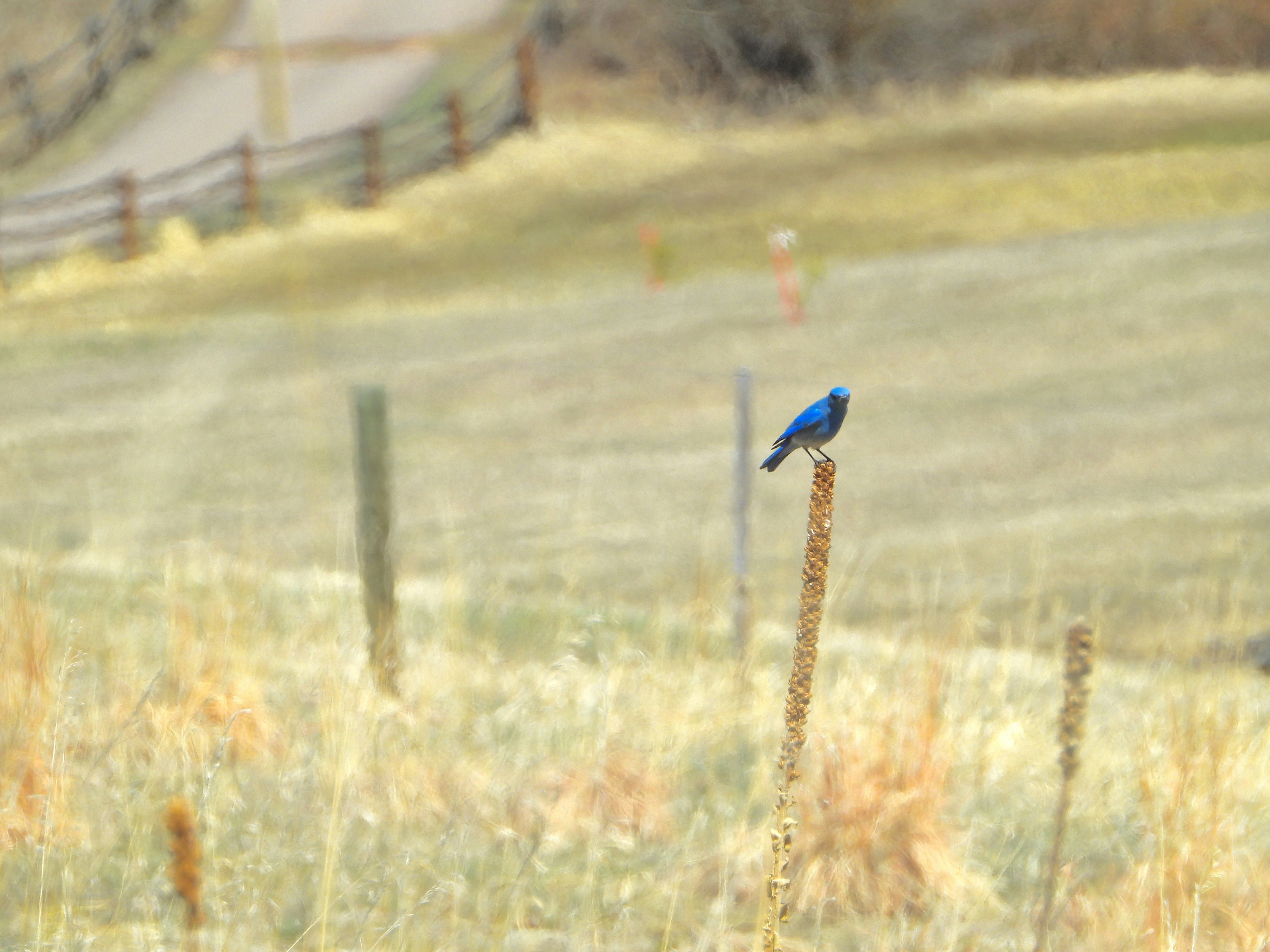 Azure Songbird Perches on a Sun-Kissed Reed