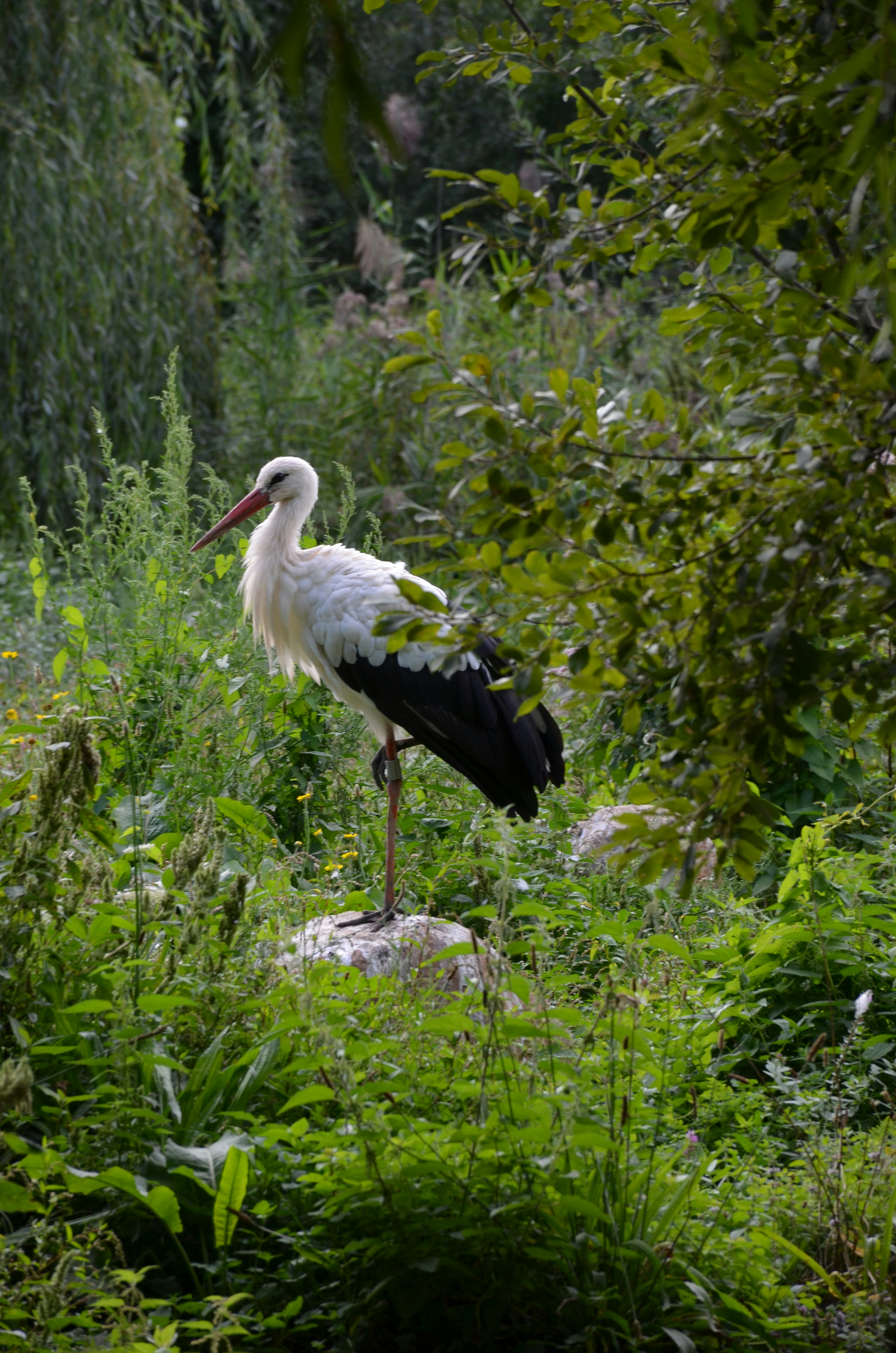 A white stork stands gracefully on a rock, surrounded by lush greenery and wildflowers. The scene captures the serene coexistence of wildlife and nature.