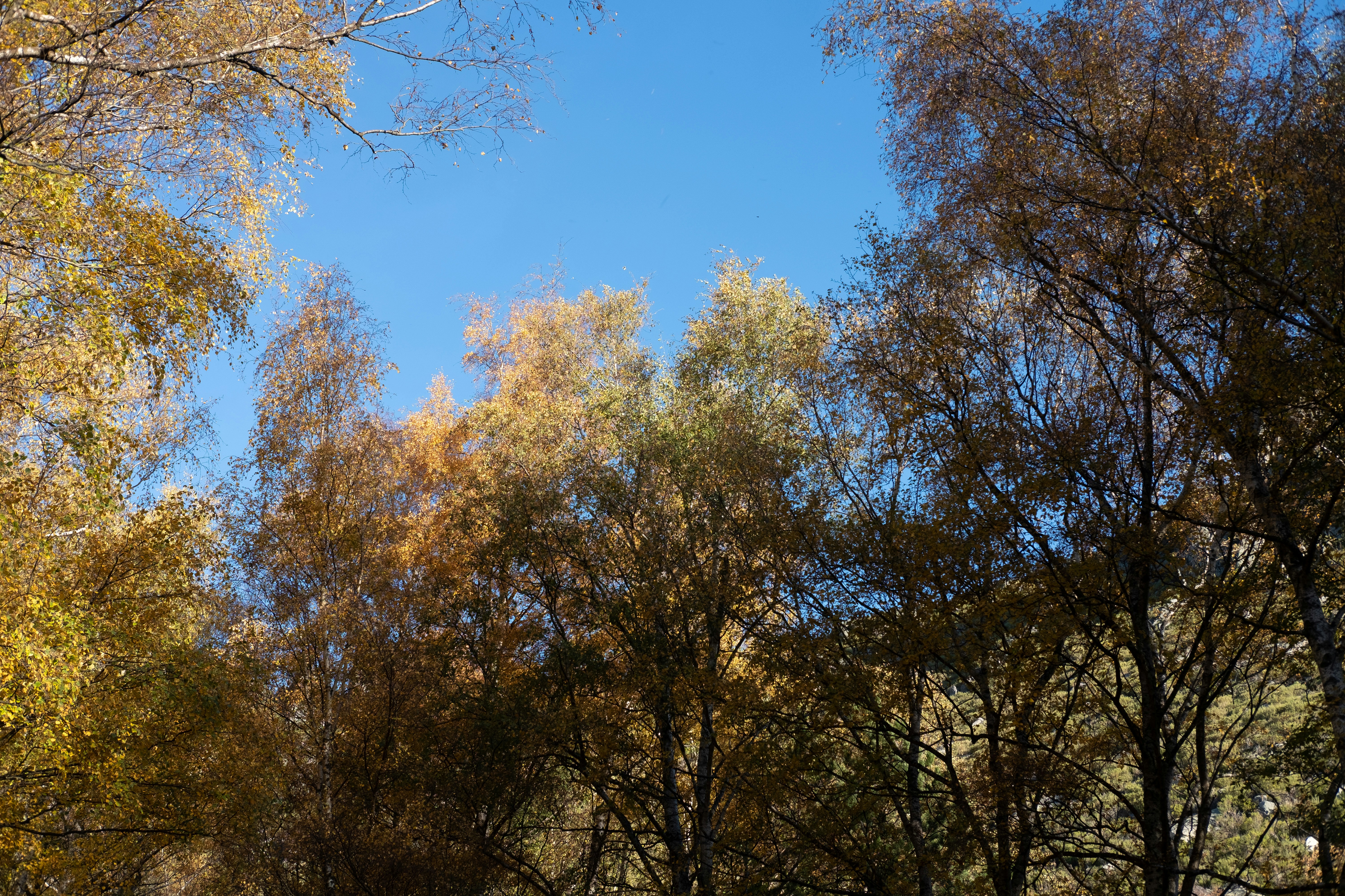 Green and brown trees under blue sky during daytime photo – Free Autumn ...
