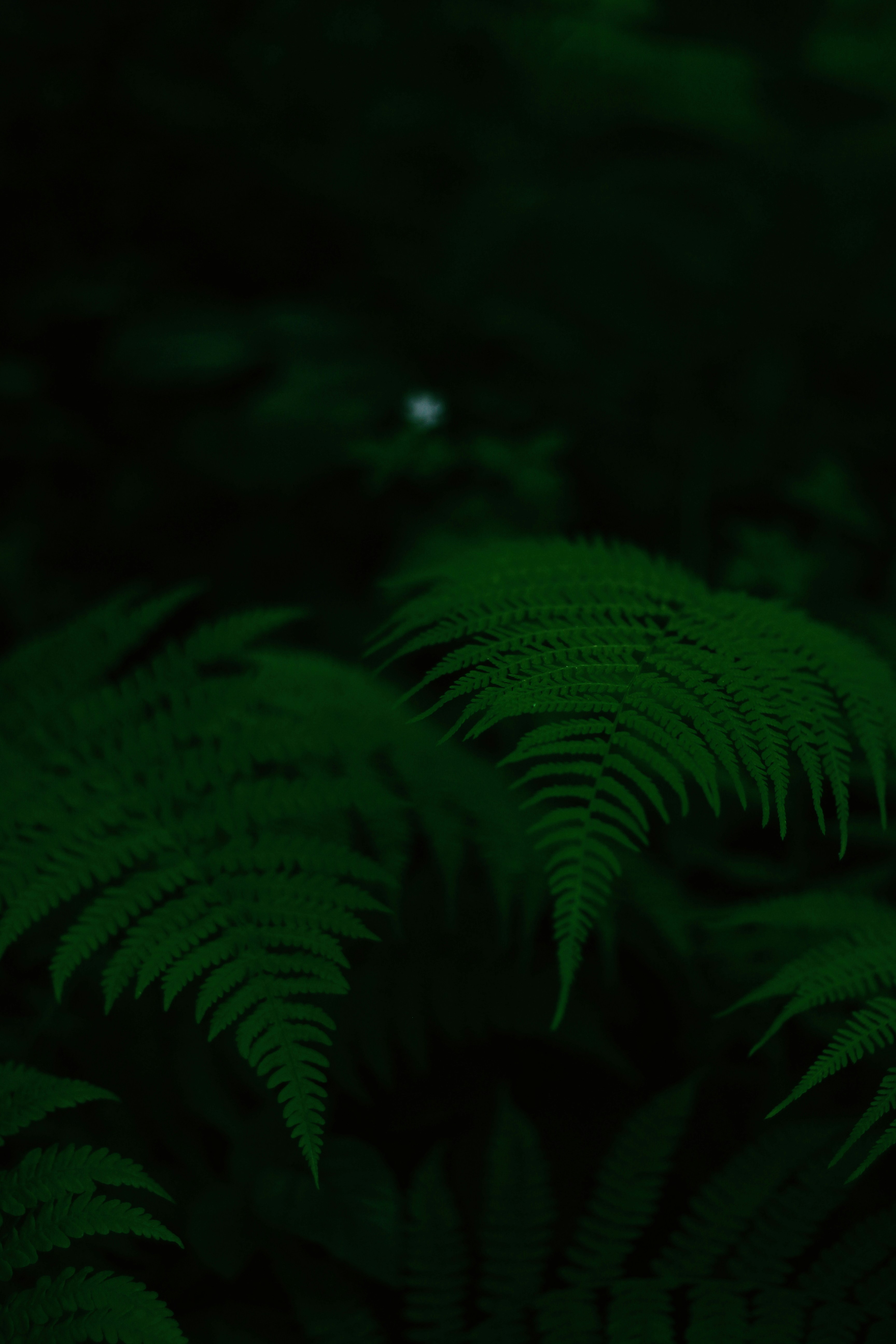 Lush green ferns intertwine in a shadowy forest, creating a serene and tranquil atmosphere. Delicate details of each frond stand out against the dark backdrop.