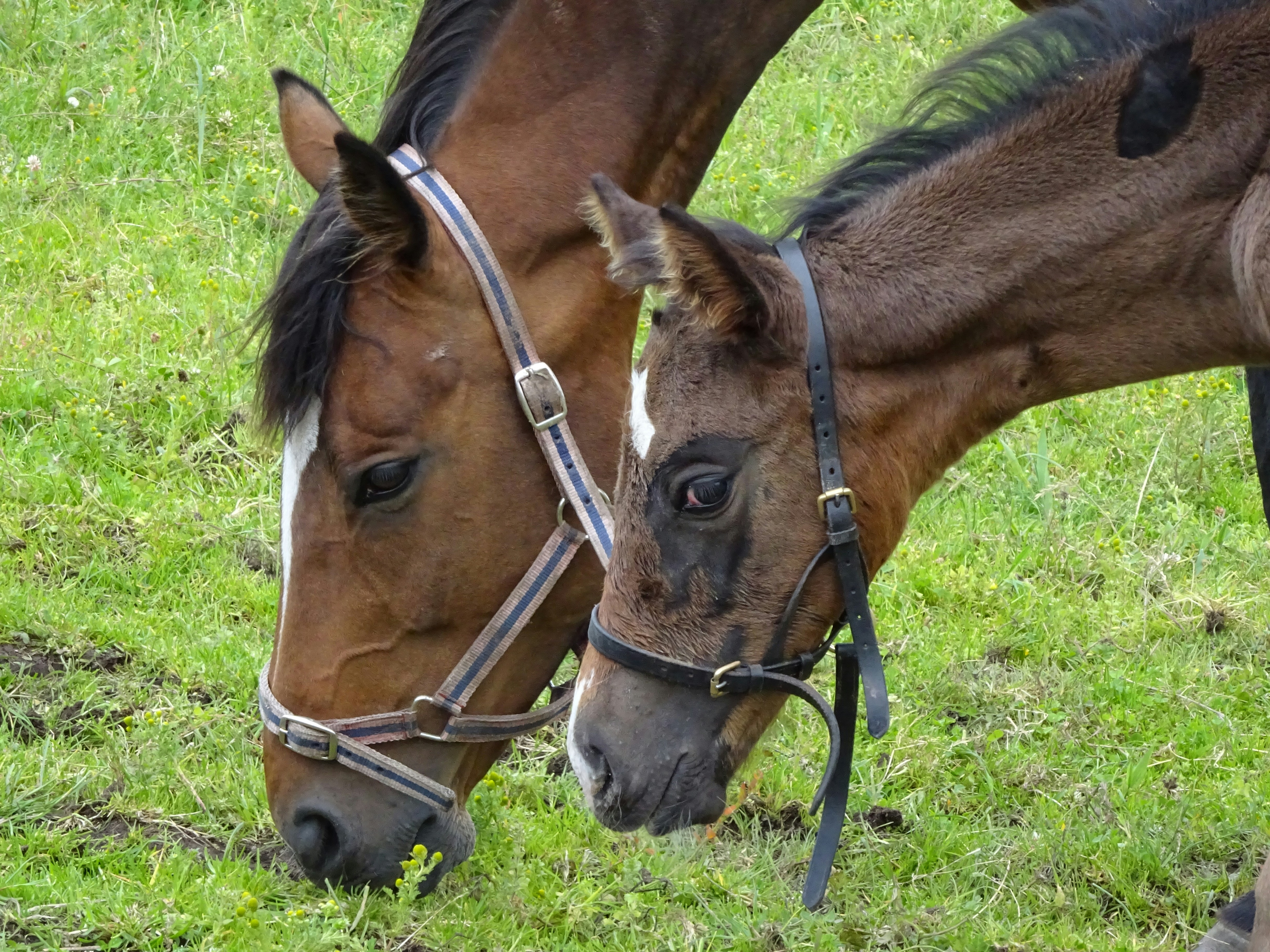 Tethered Whisper: Dual Equine Nuzzle in a Sunlit Pasture