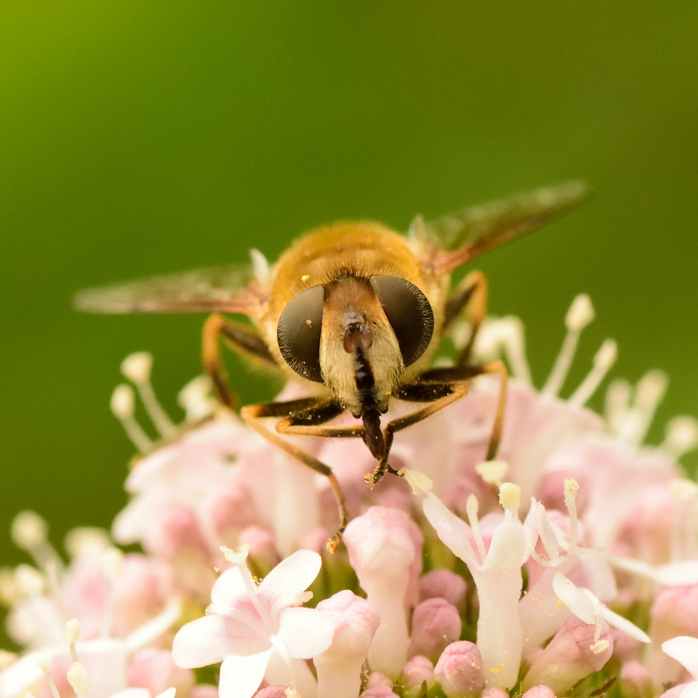 Honeybee perched on delicate pink flowers, highlighting the intricate details of its body and the floral structure. 