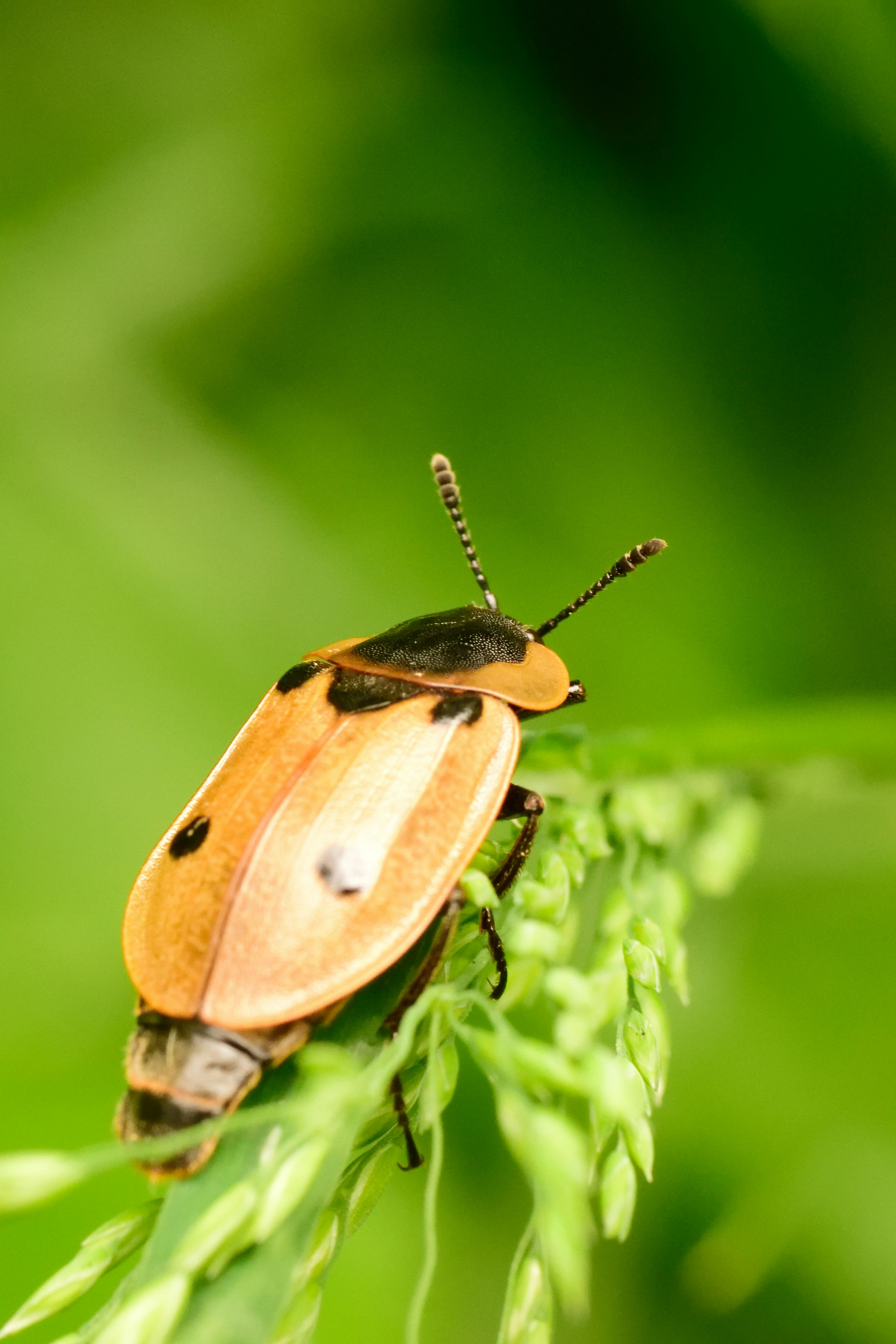 Amber Beetle on Fern: A Precise Macro Moment