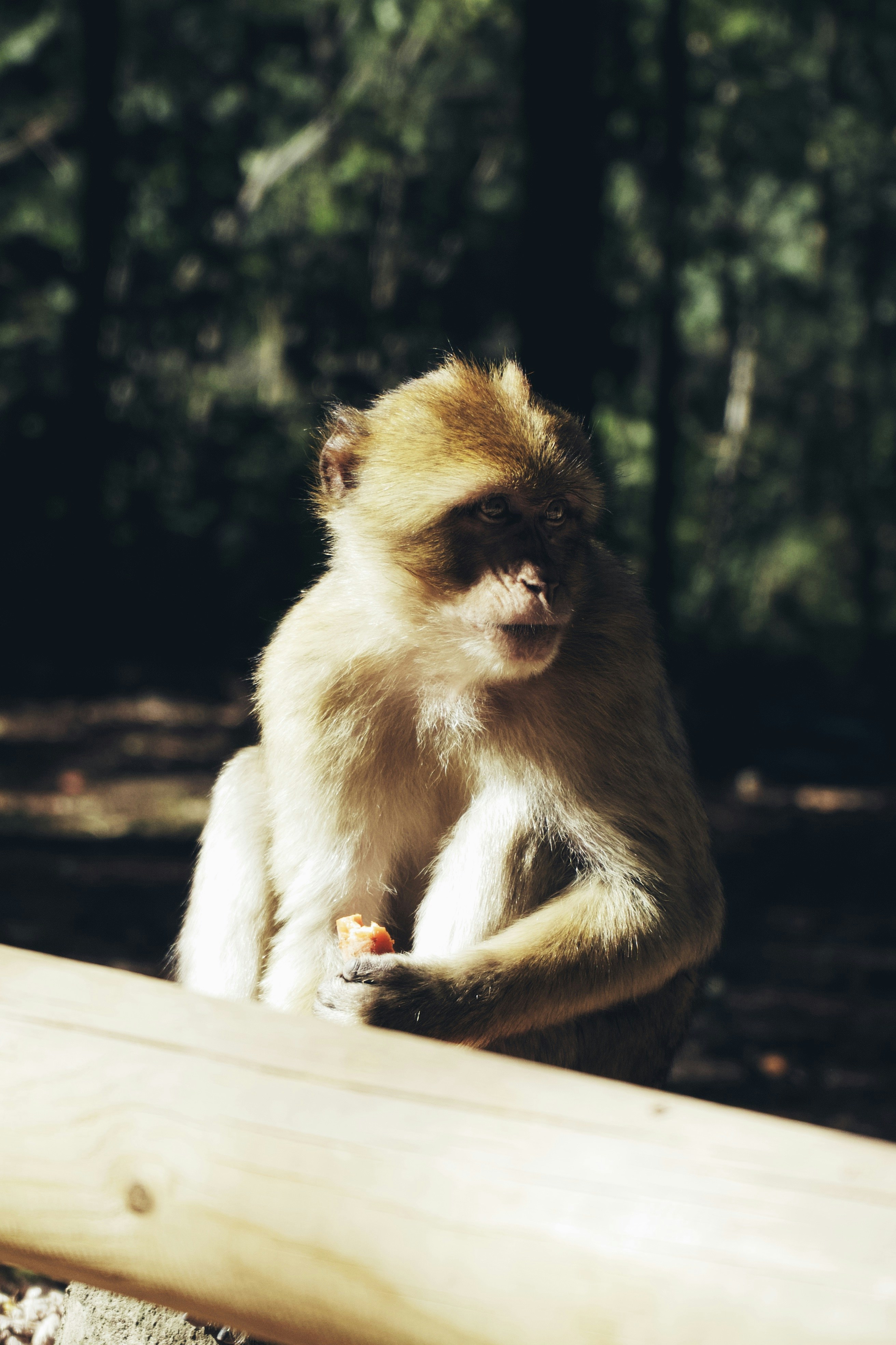 Dappled Gaze by the Timber Rail: A Macaque in Quiet Forest Light