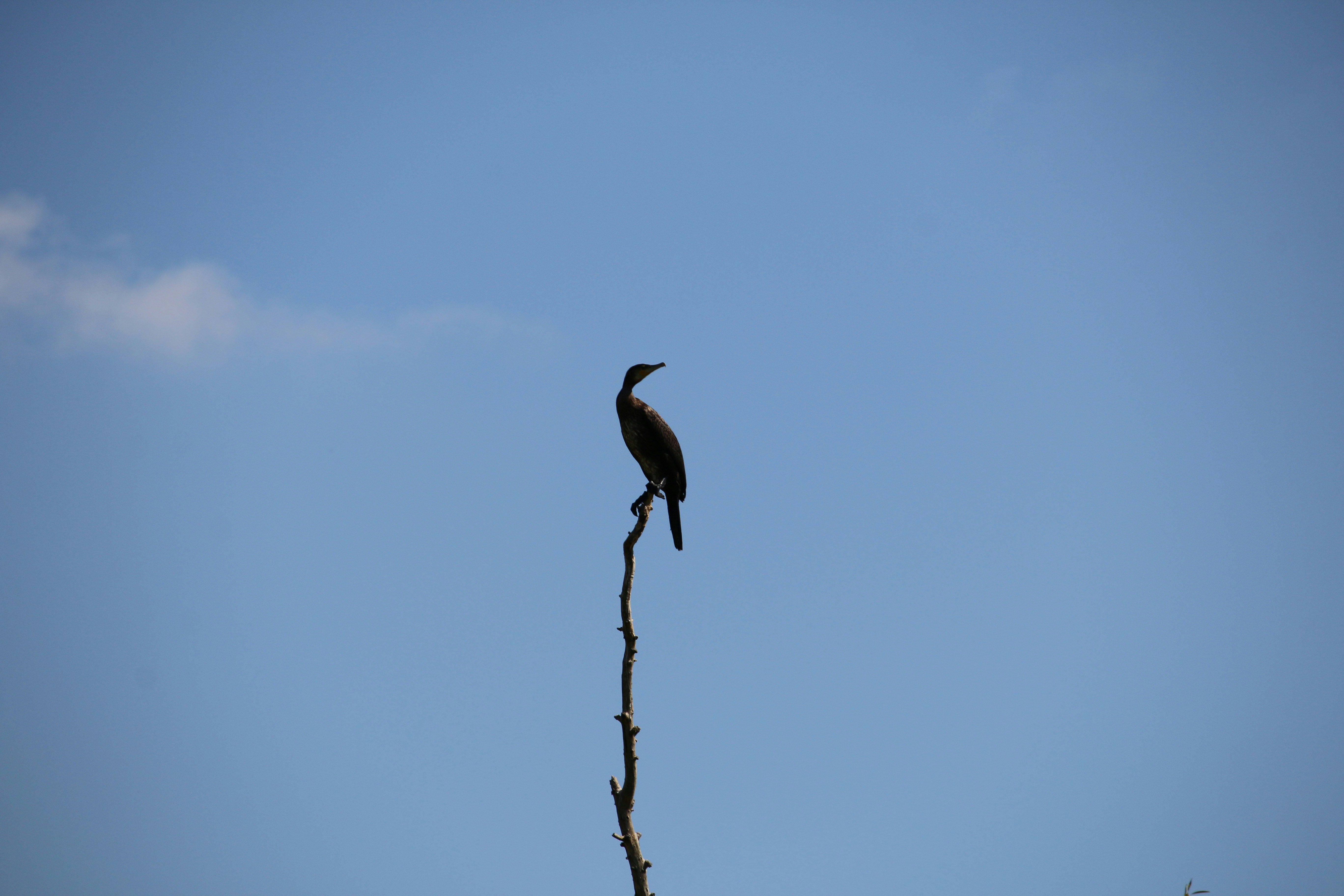 Skybound Silhouette: A lone bird perched atop a bare twig