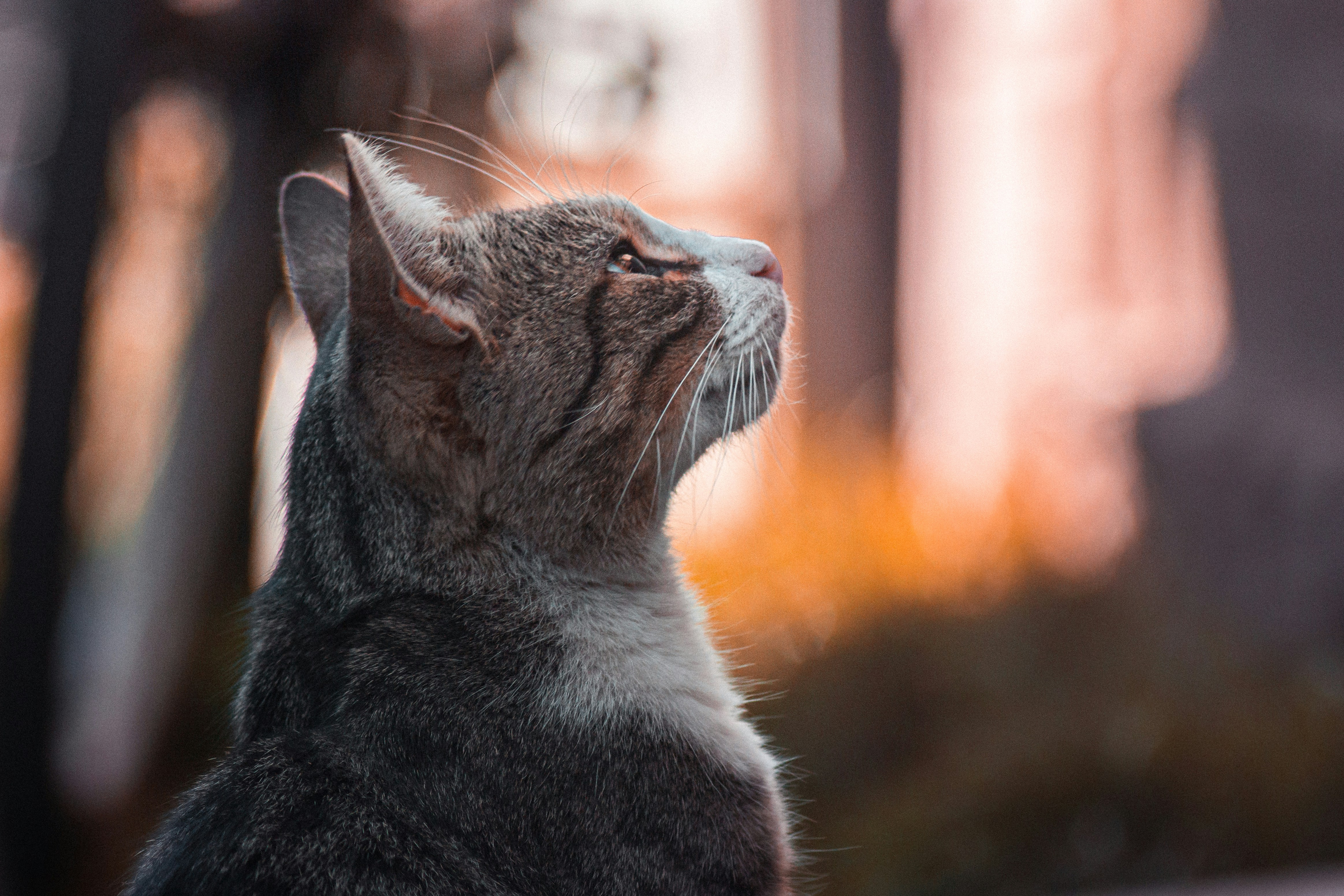 Amber Hour Gaze: A Cat Immersed in Warm Velvet Bokeh