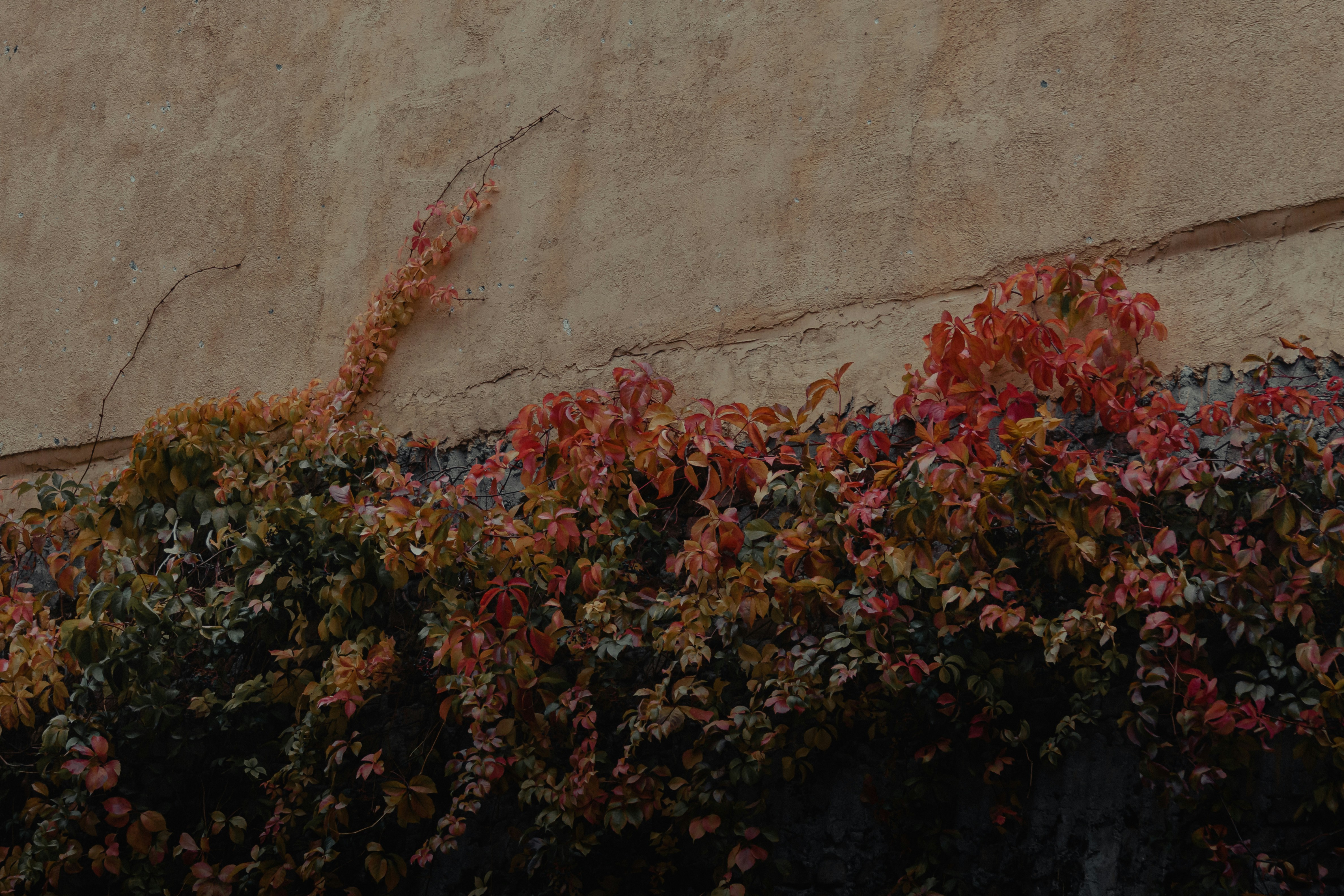 Autumn Ivy Framing a Quiet Wall