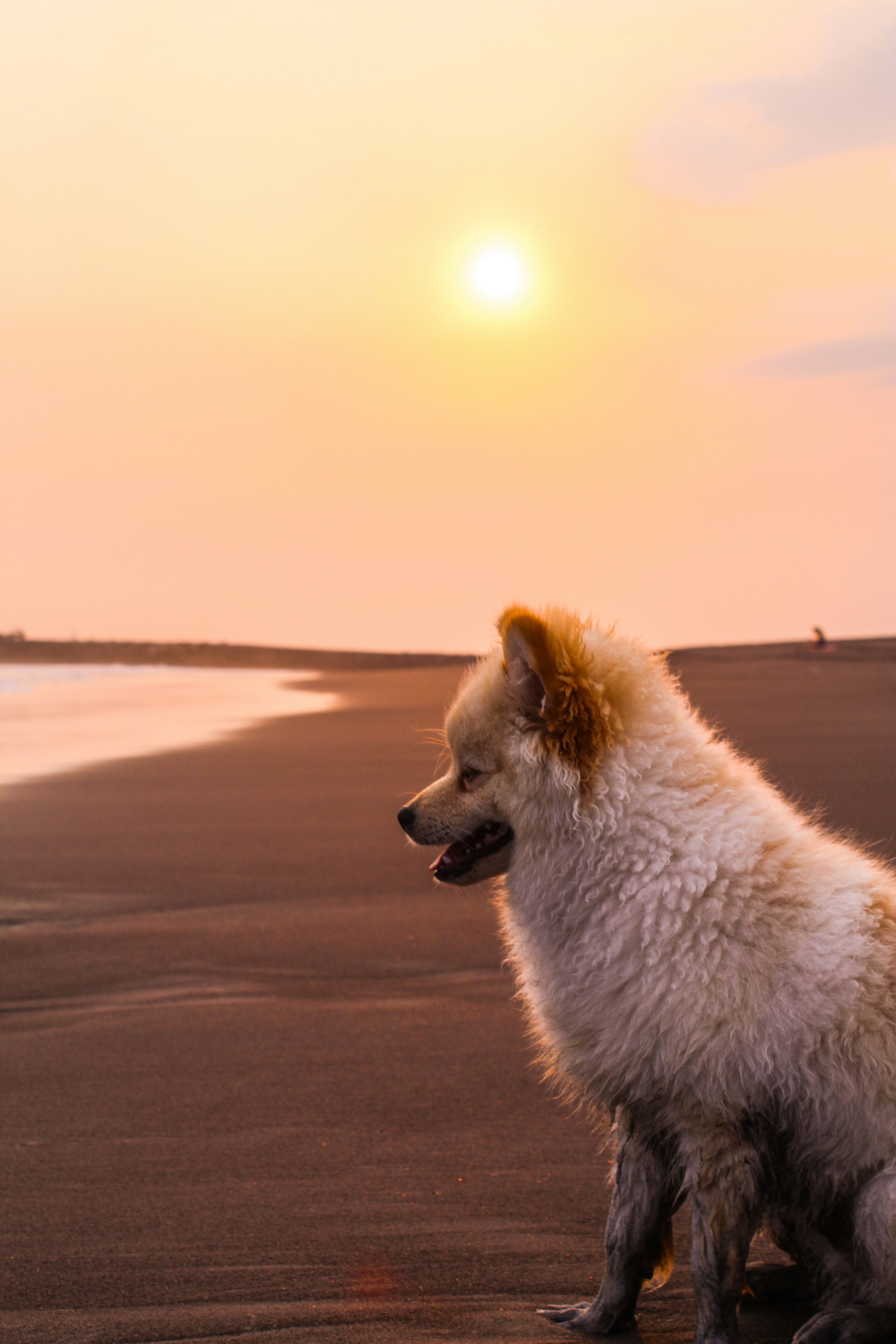Sunset on the Shore: A fluffy companion at low tide