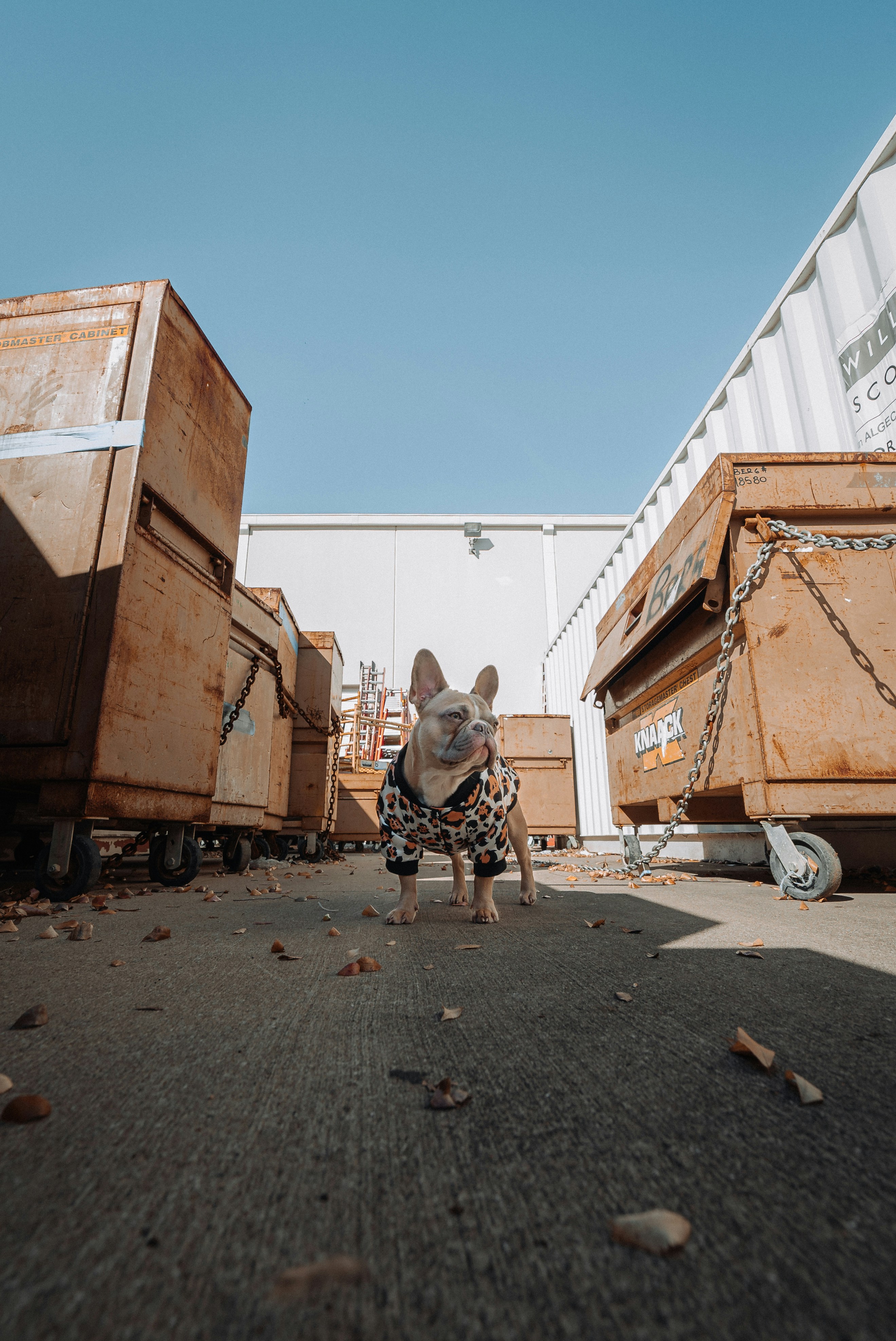 Between Rust and Sky: A Small Dog in a Yard of Giants