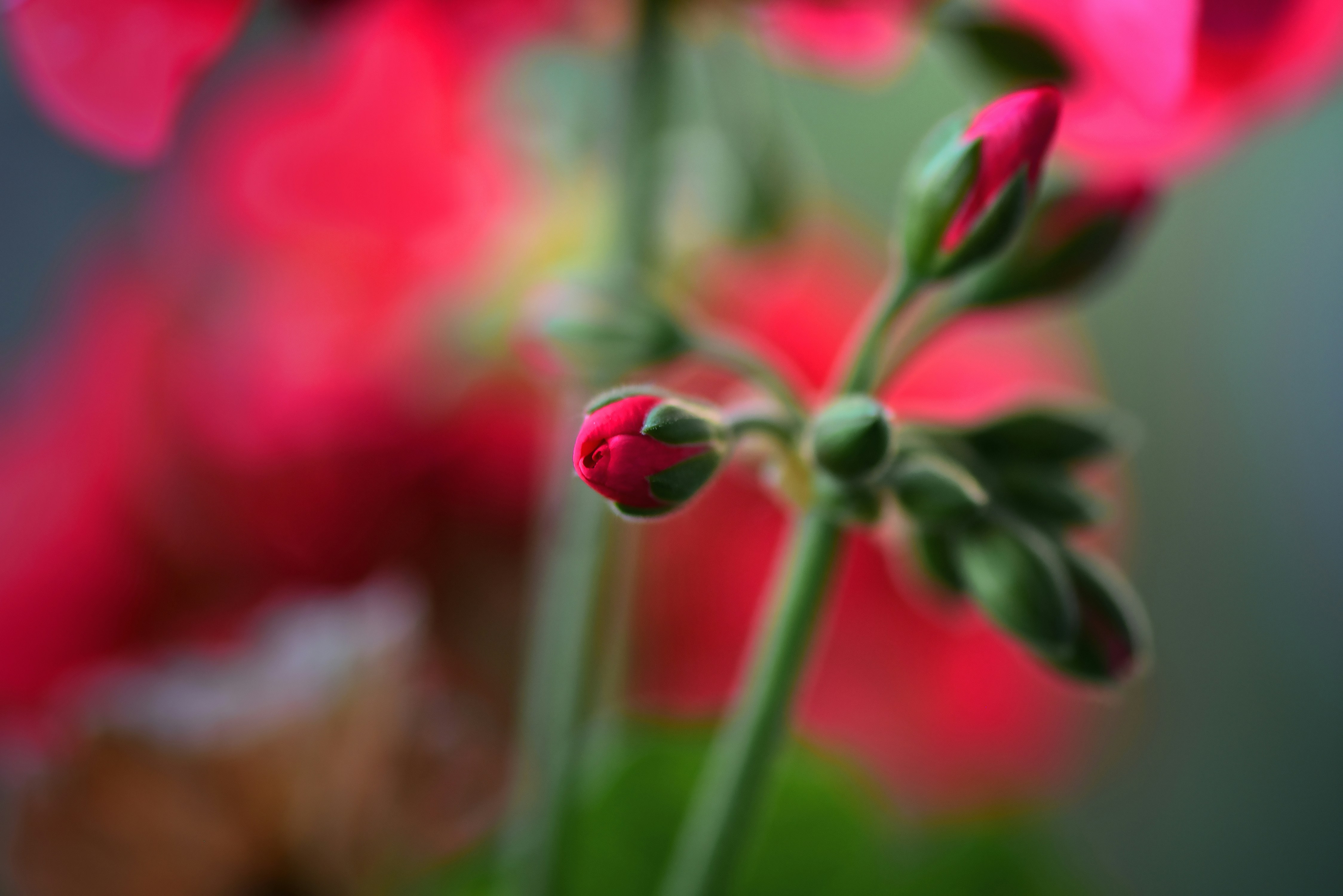 Fleur rouge et blanche dans l'objectif de décalage d'inclinaison photo ...