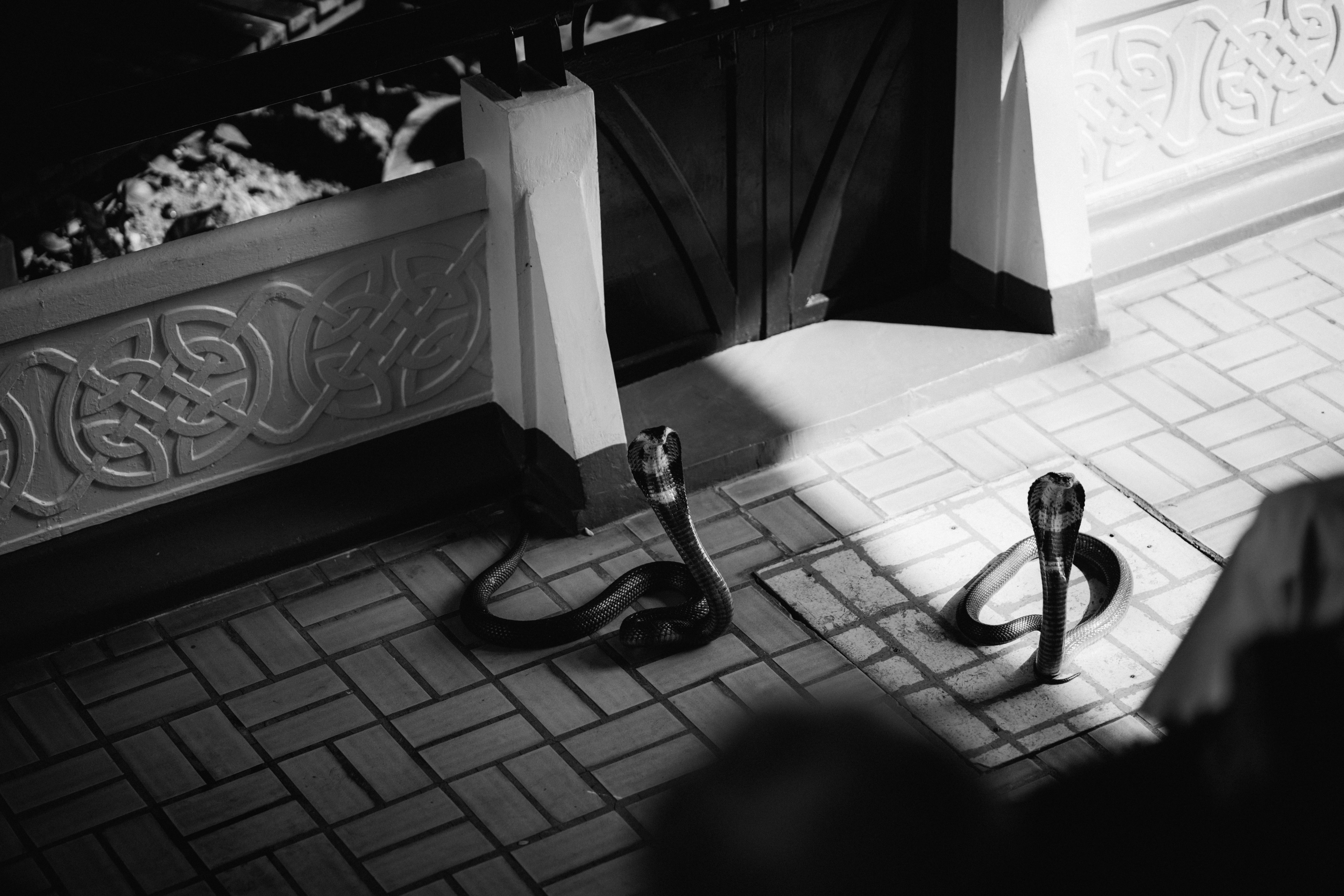 Silhouette of Cobra Figurines Guarding a Courtyard