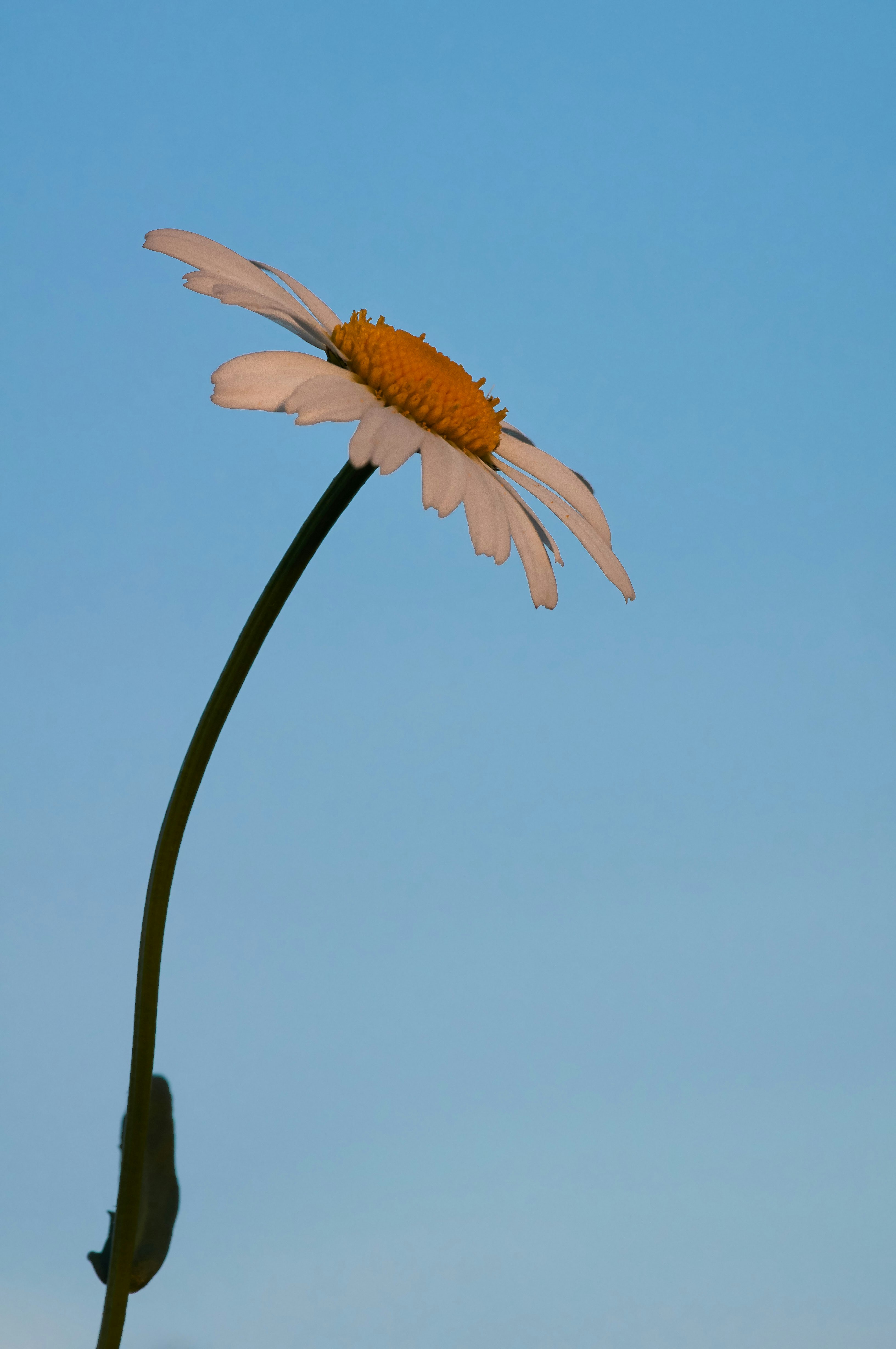 A single daisy stands tall against a clear blue sky, showcasing its delicate petals and vibrant center.