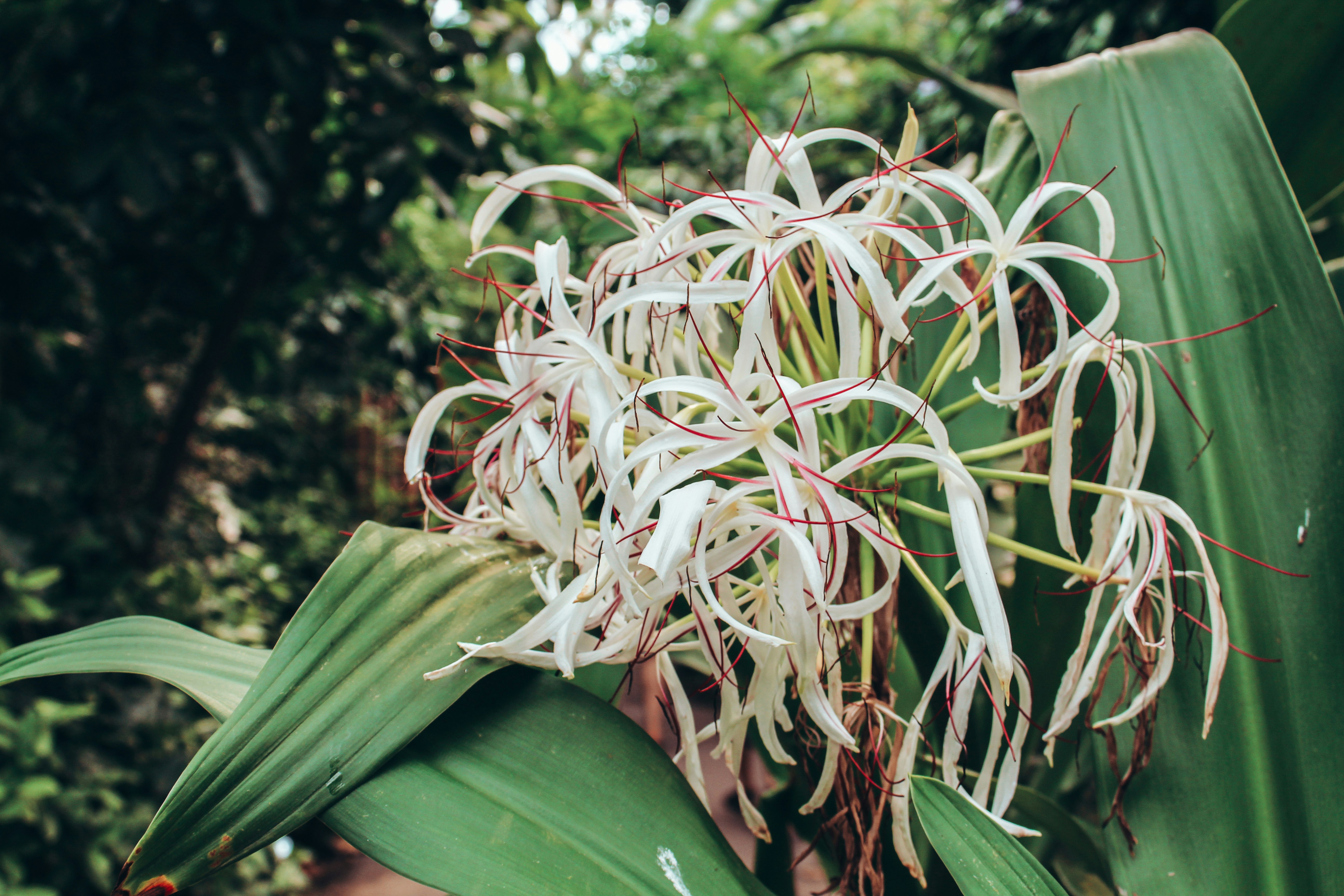 White Spider Lily Bloom Framed by Dense Tropical Foliage