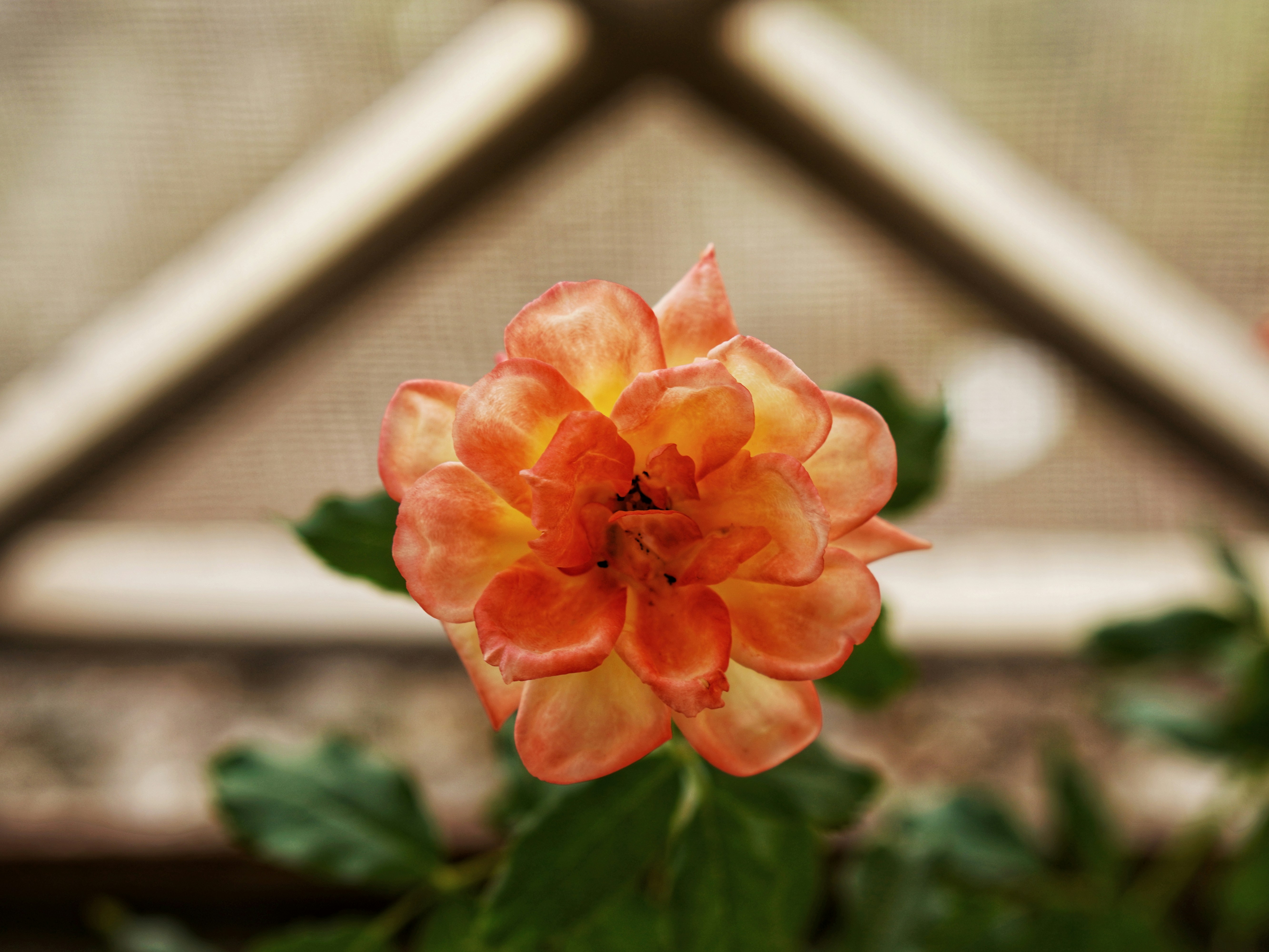 pink flower in tilt shift lens