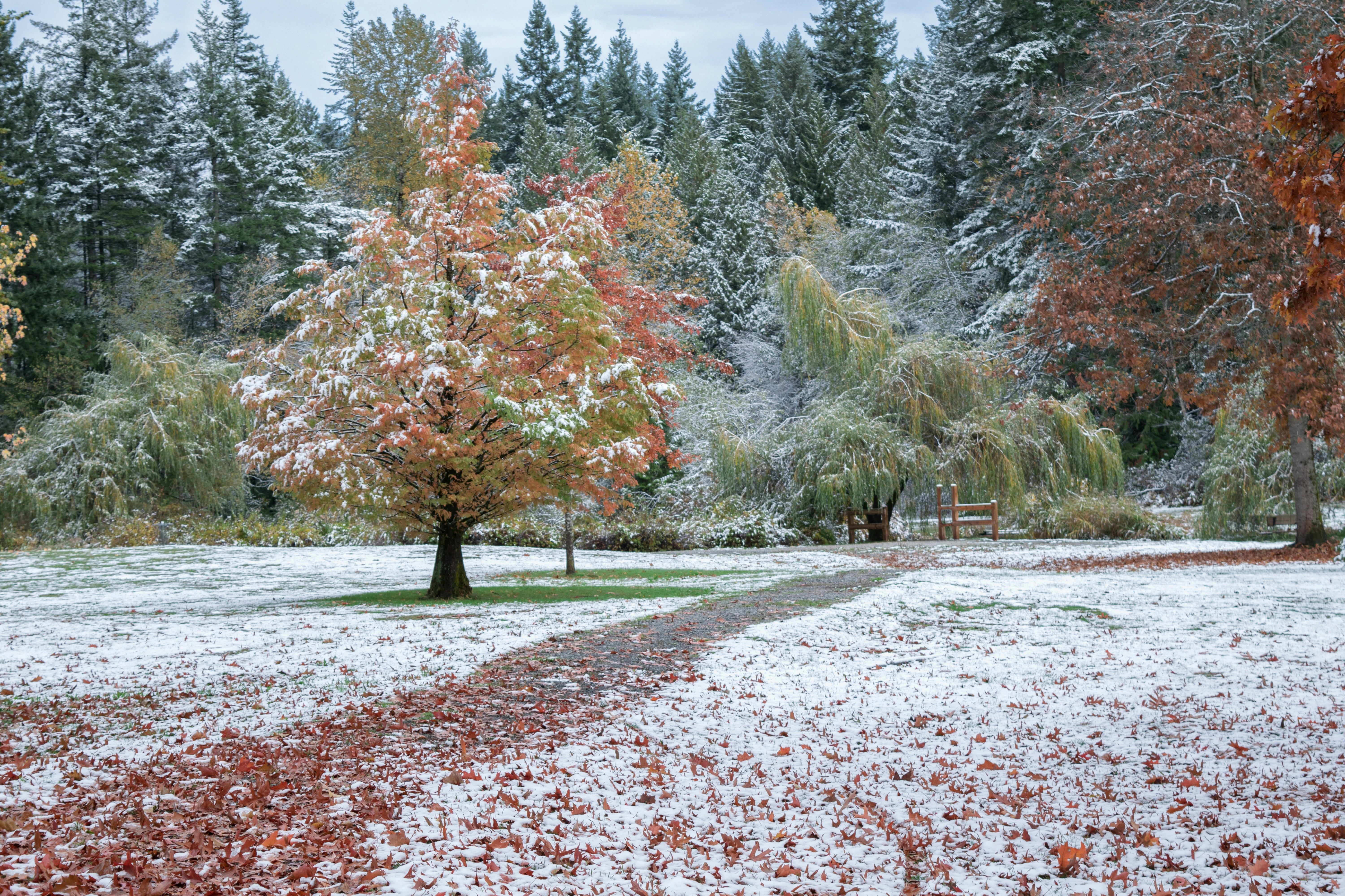 Autumn Tree in Light Snow: A Quiet Park Path Encounters Early Winter