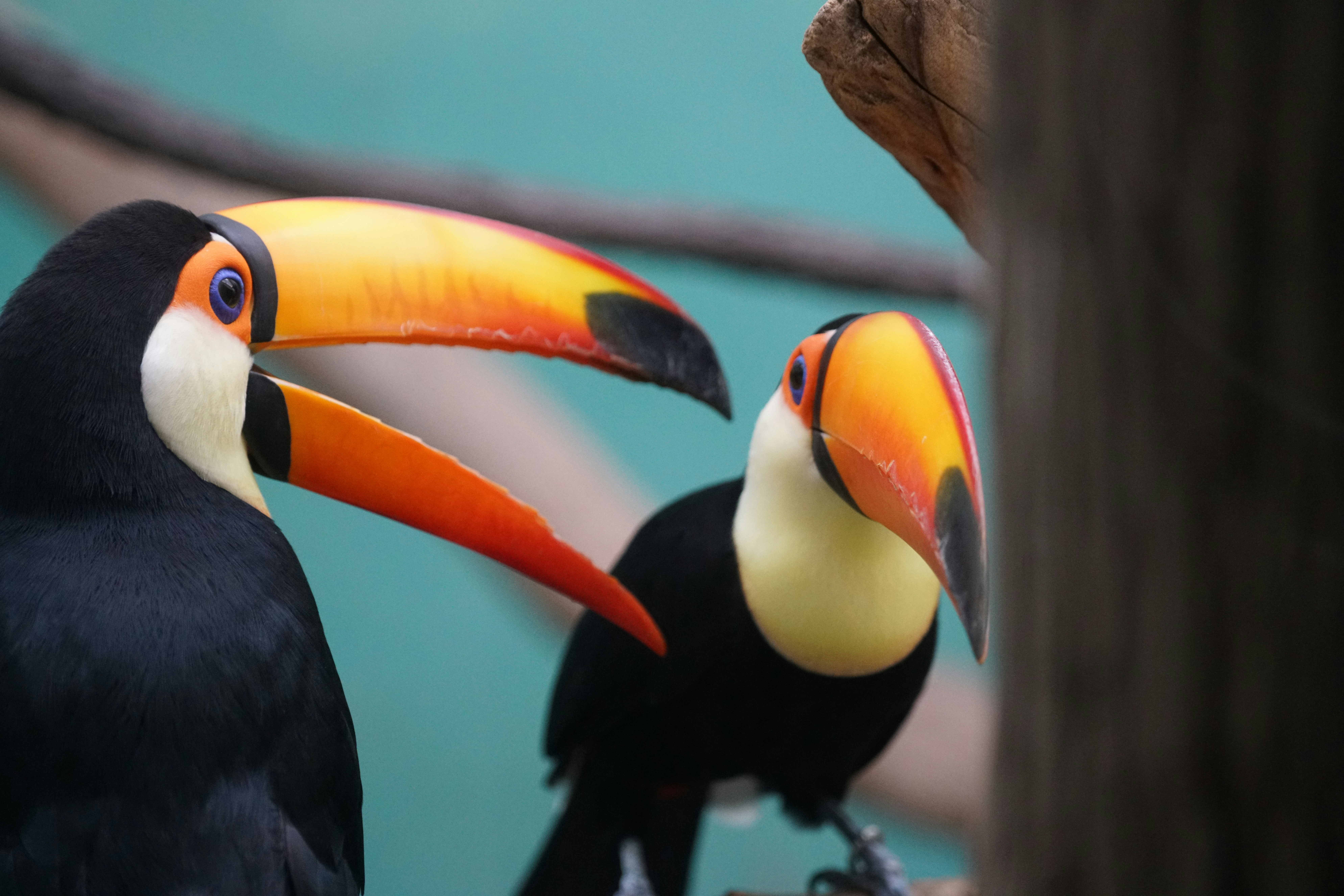 Toucan | a couple of birds that are standing next to each other