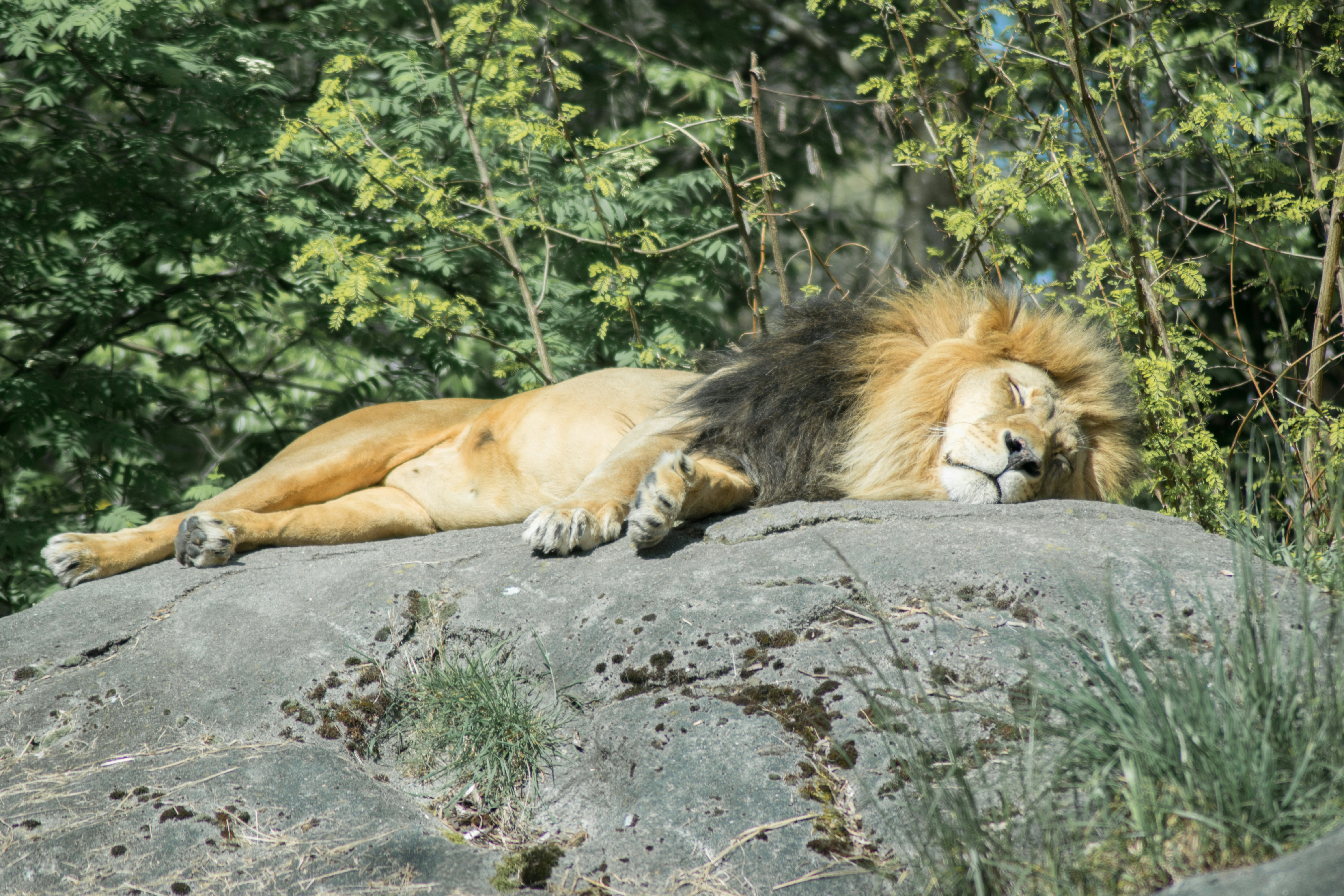 Lion lounging on a sunlit rock surrounded by lush greenery, embodying tranquility and strength.