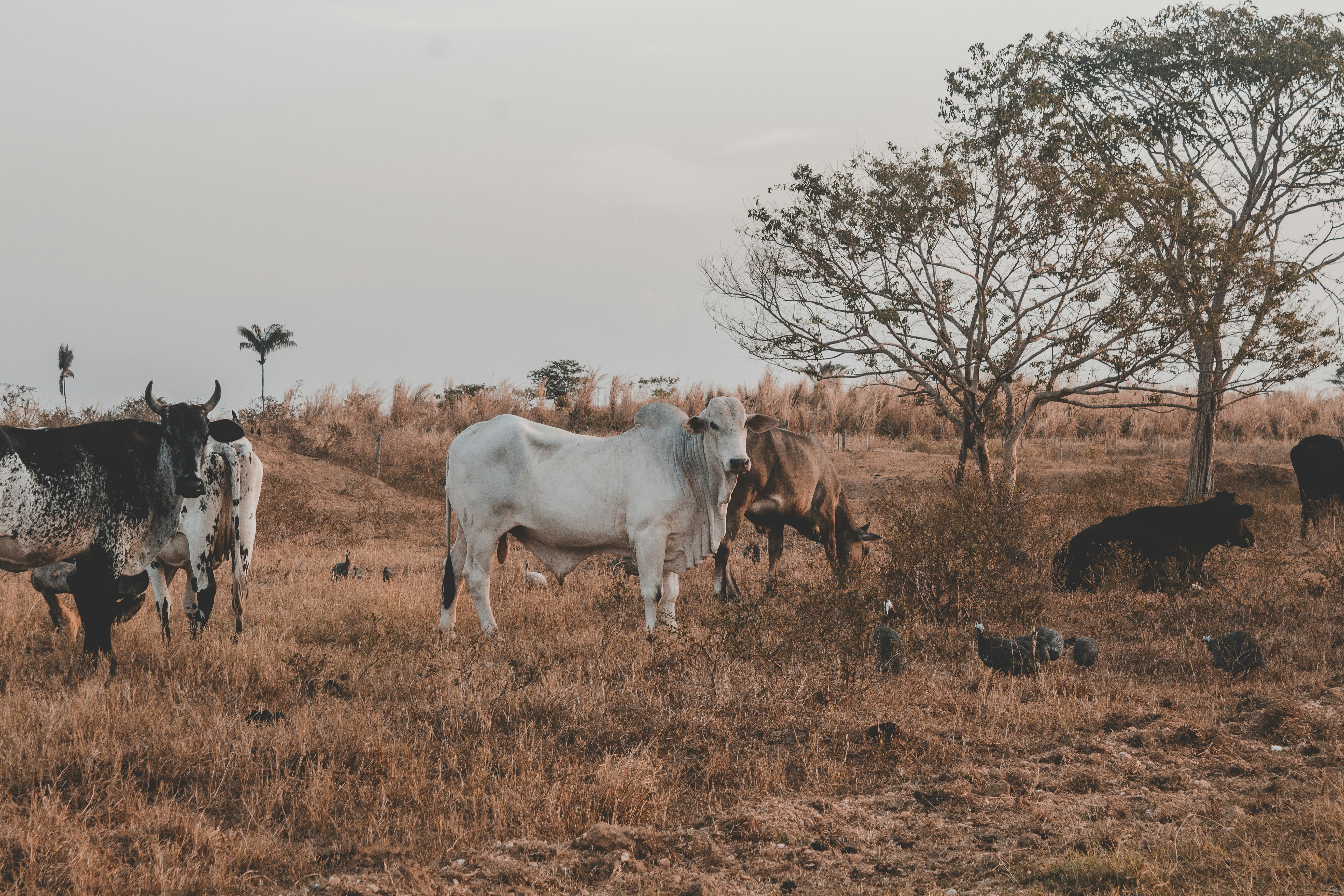 A diverse group of cattle grazing in a golden field under a soft evening sky, with a lone tree providing shade in the background.