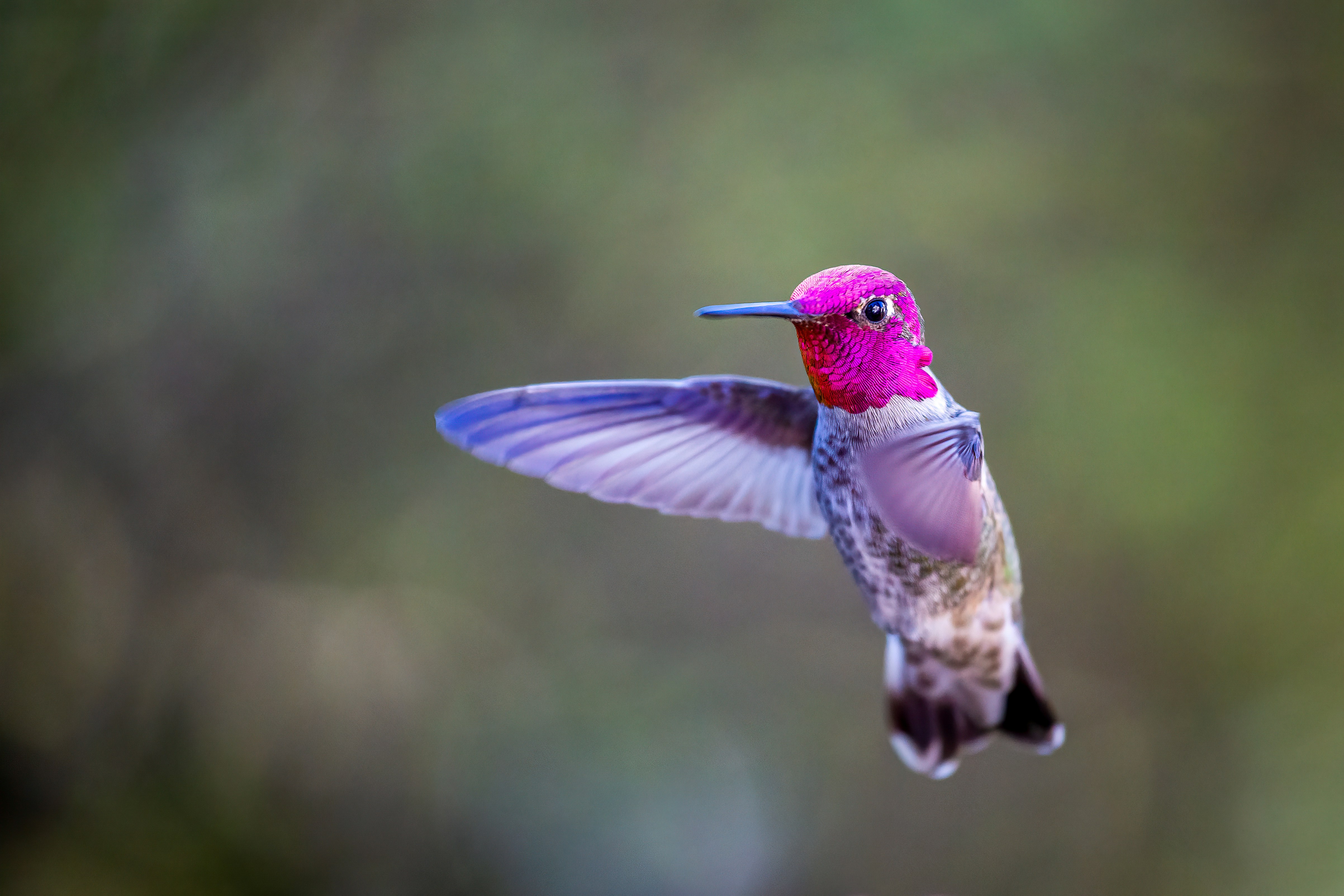 Pink Hummingbirds