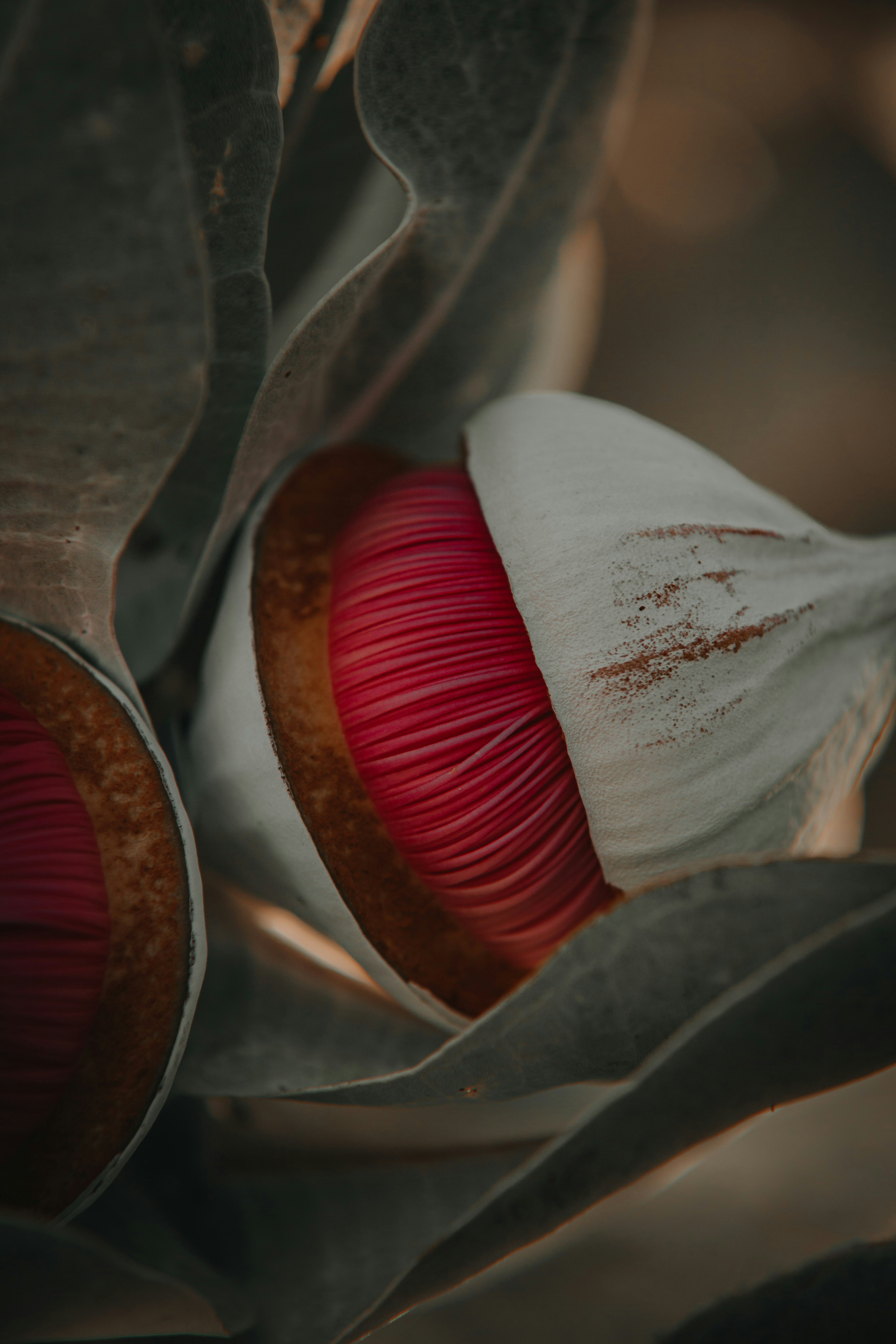 Red-tinged gills peeking through a pale husk
