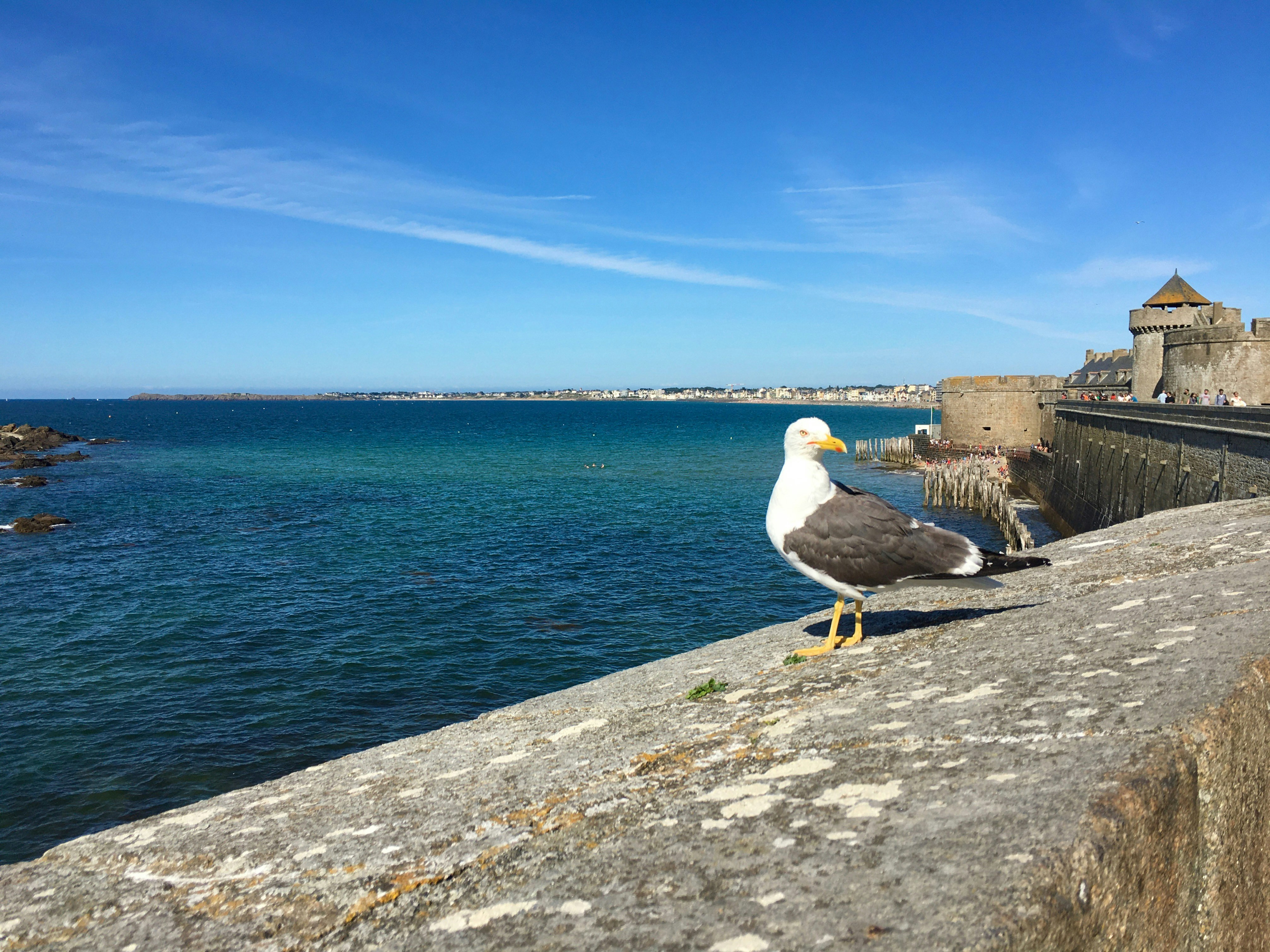 Seaside Sentinel: A Seagull Perched Above the Fortified Pier