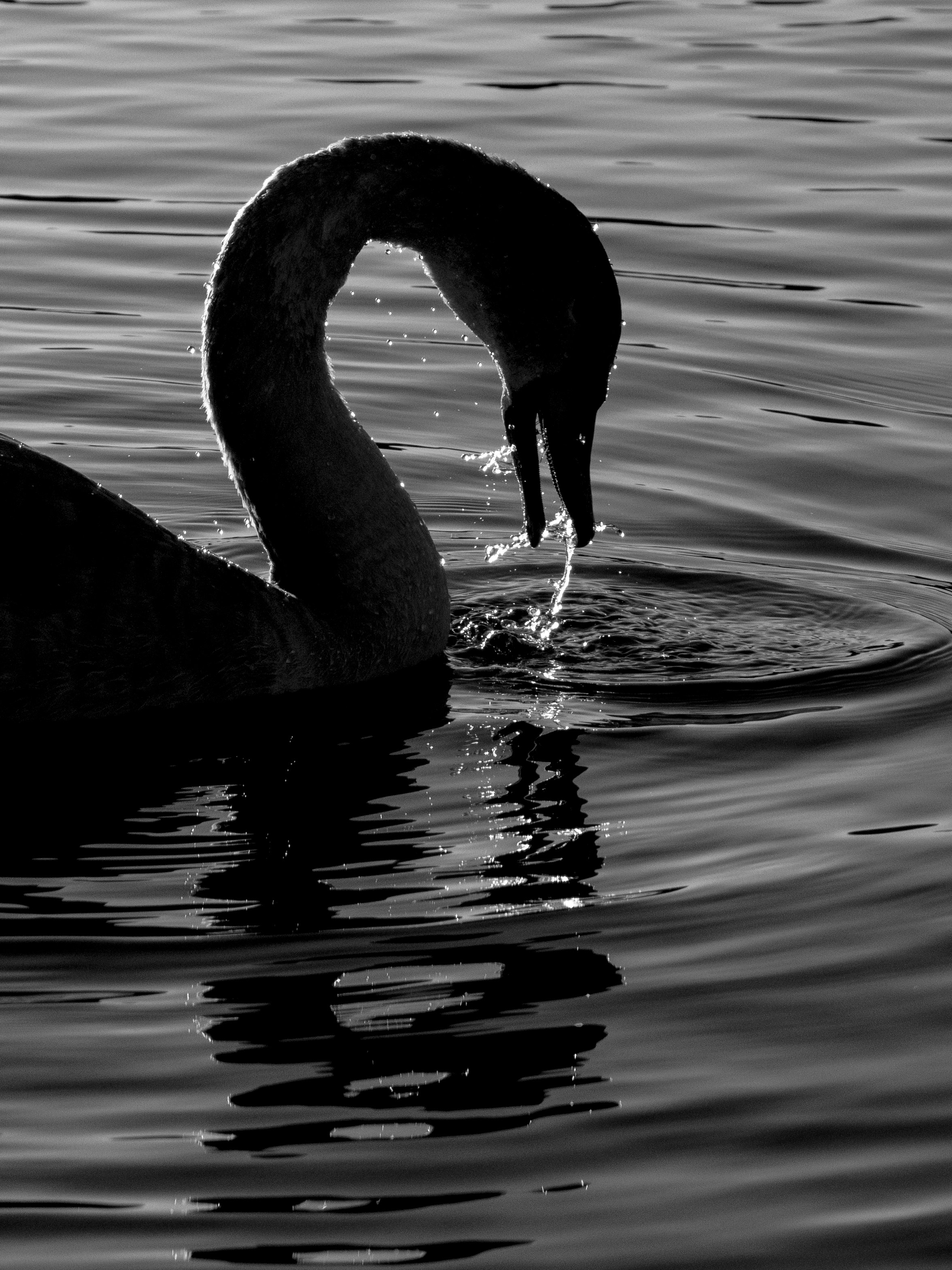 Black-and-white photograph of a swan dipping its beak into rippling water. The image emphasizes the bird's curved neck and the reflections on the surface.