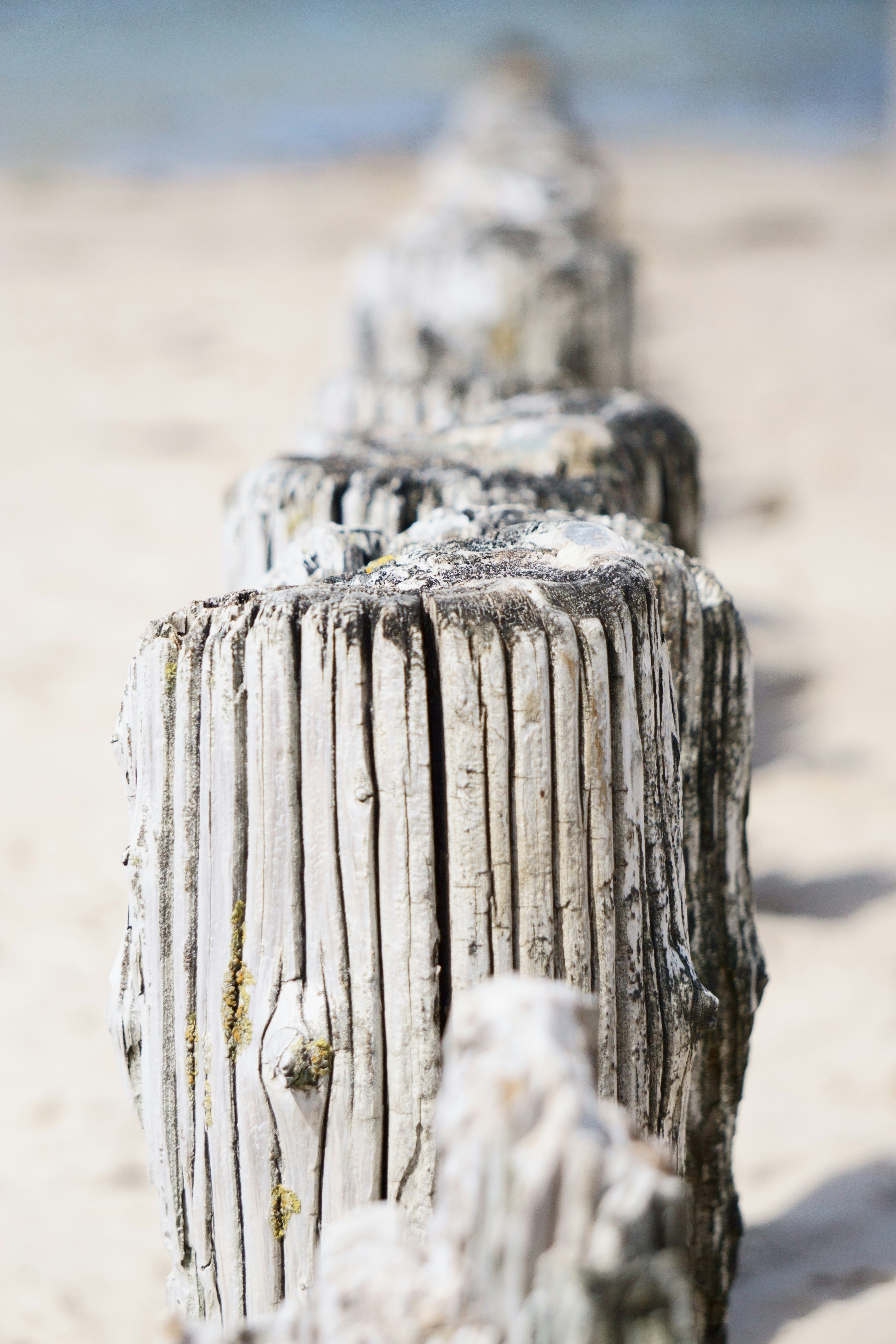 Weathered Pilings Reaching Toward the Sea