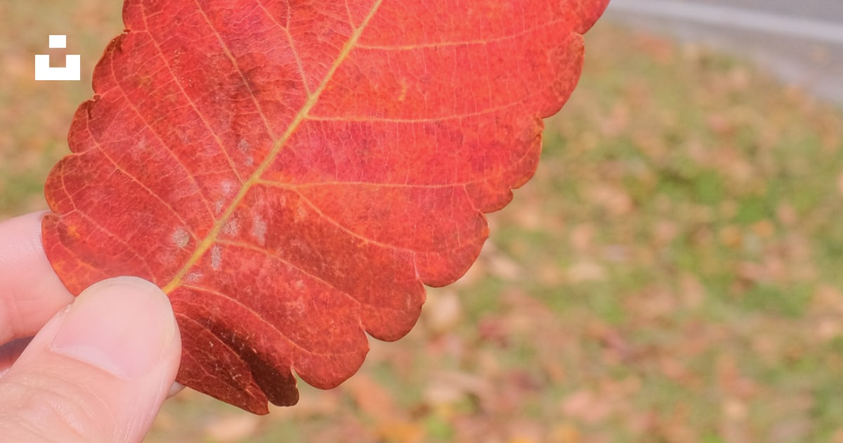 Foto Planta De Hoja Roja Y Verde Imagen Planta Gratis En Unsplash