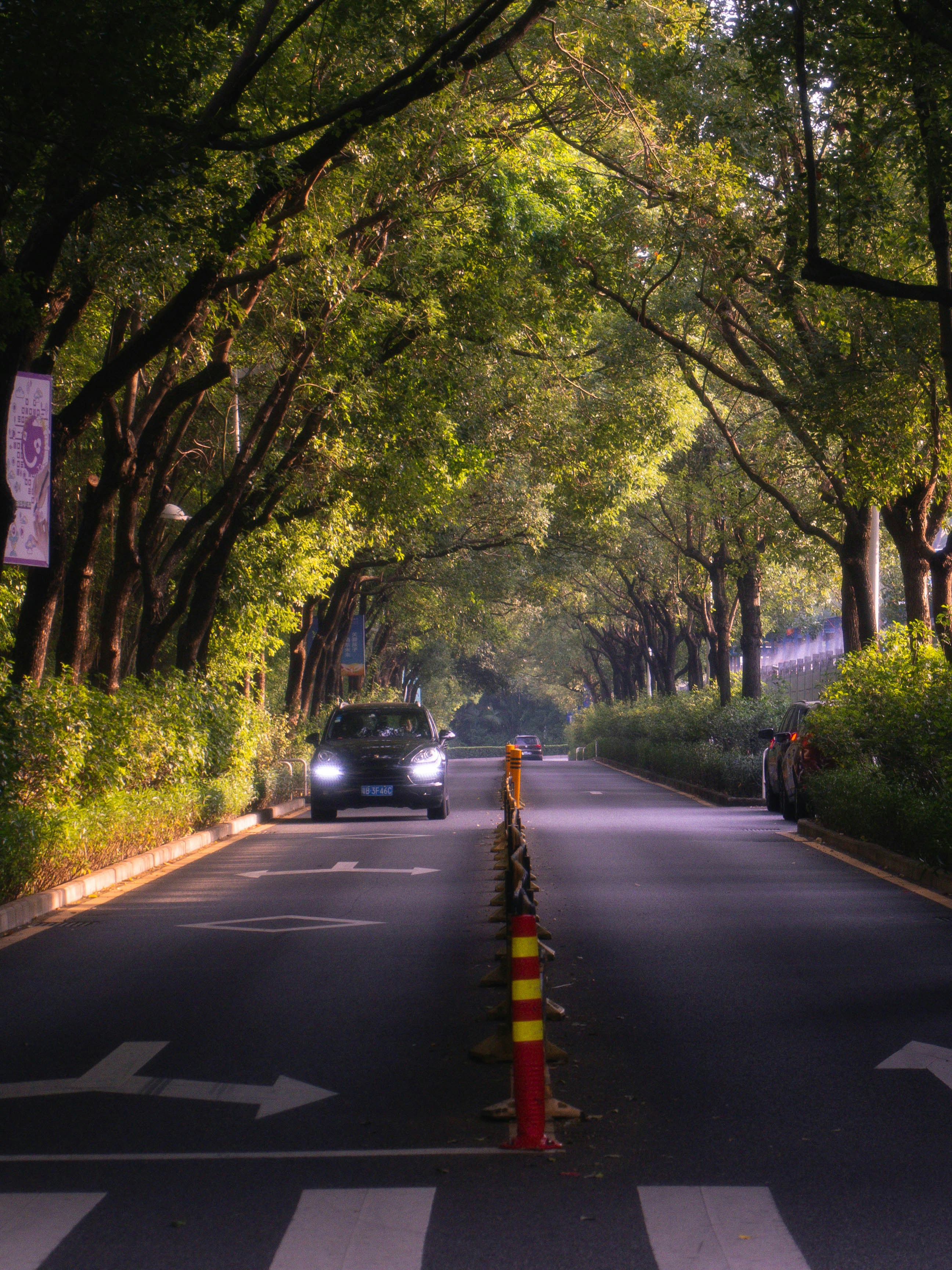 A serene tree-lined street with a car navigating through, enveloped by lush greenery and soft sunlight filtering through the leaves.