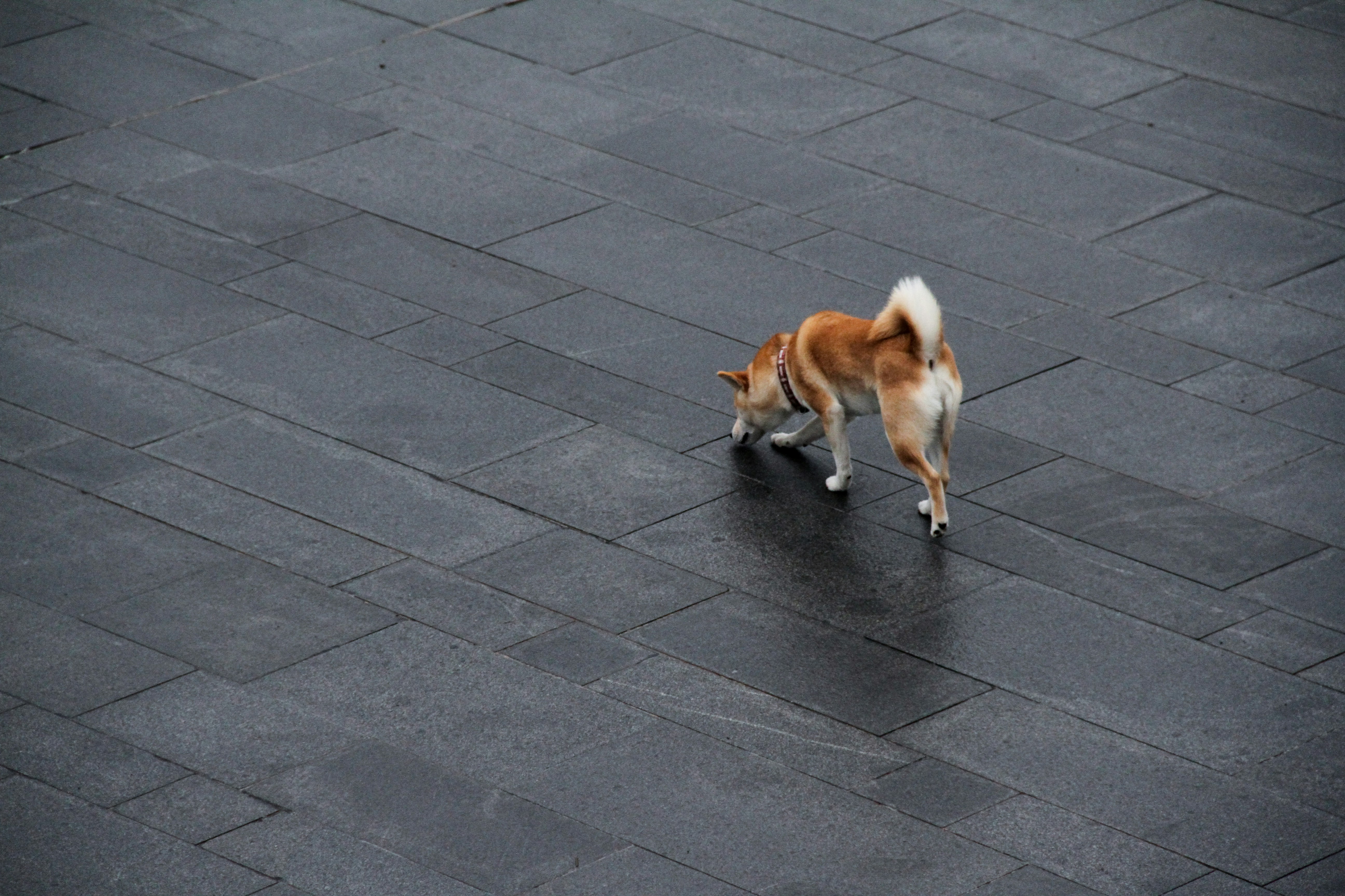 Brown and white dog walking on a vast gray concrete surface.