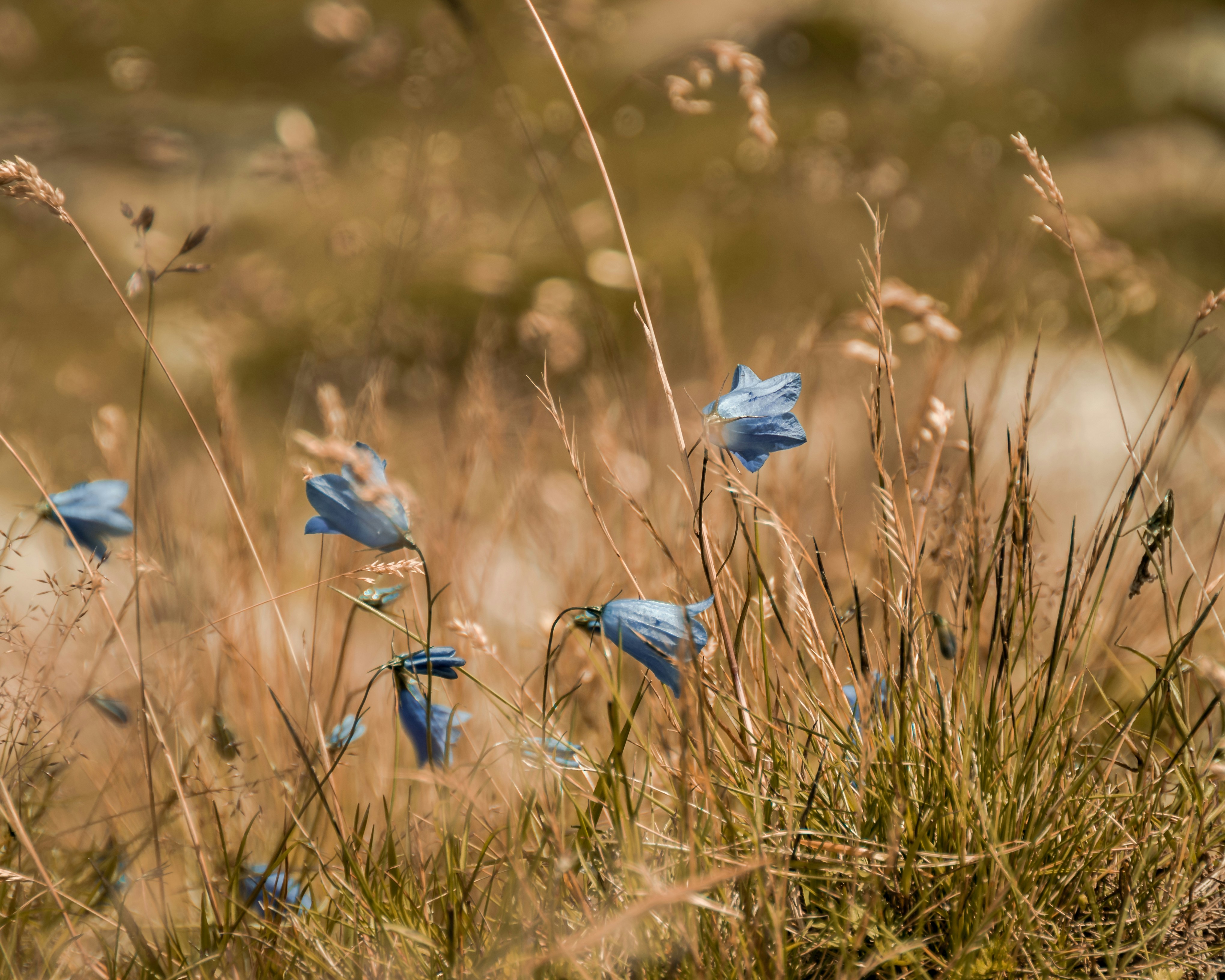 Delicate blue flowers sway gently amidst golden grasses in a sunlit meadow. The scene captures the serene beauty of nature's palette.