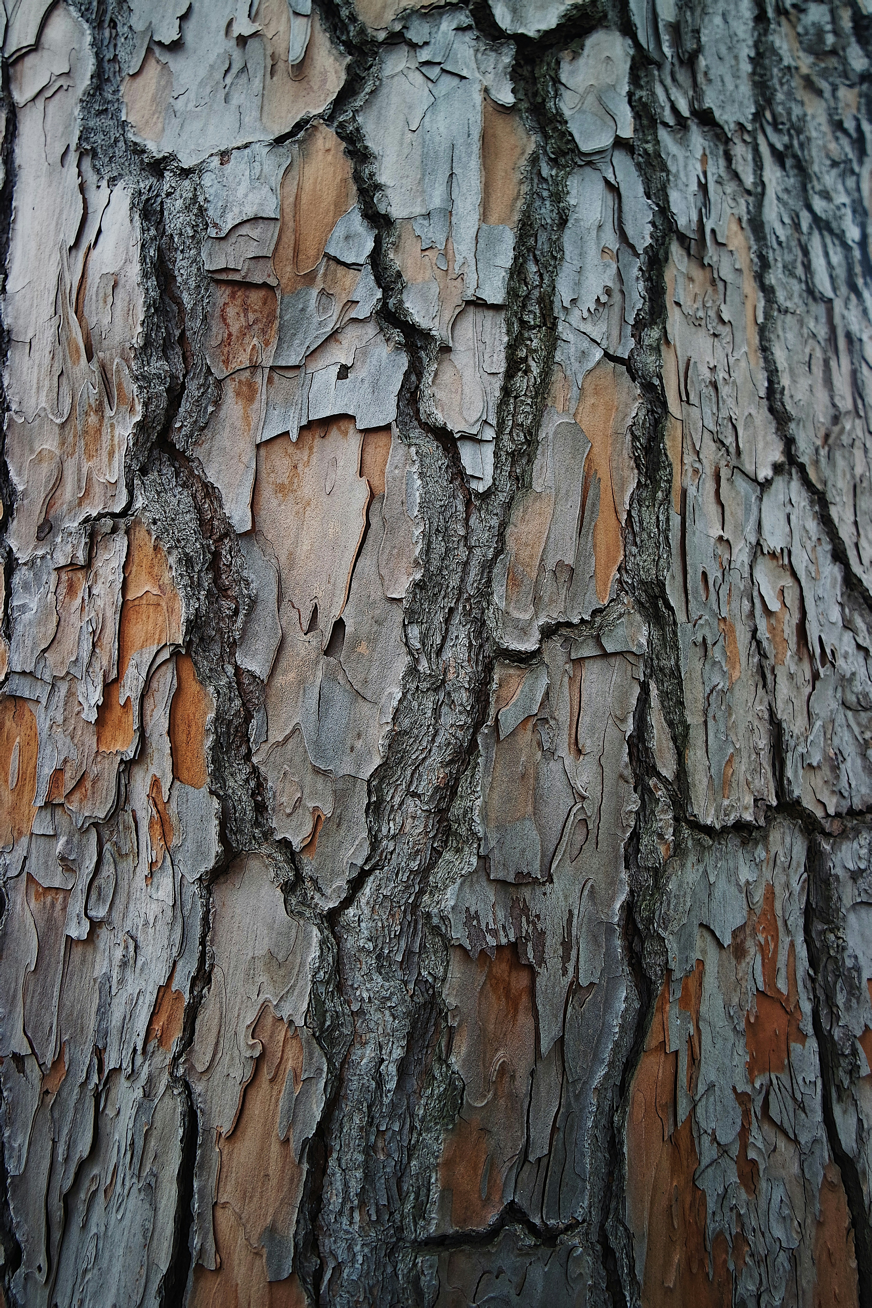 Texture Tree Pictures | Download Free Images on Unsplash