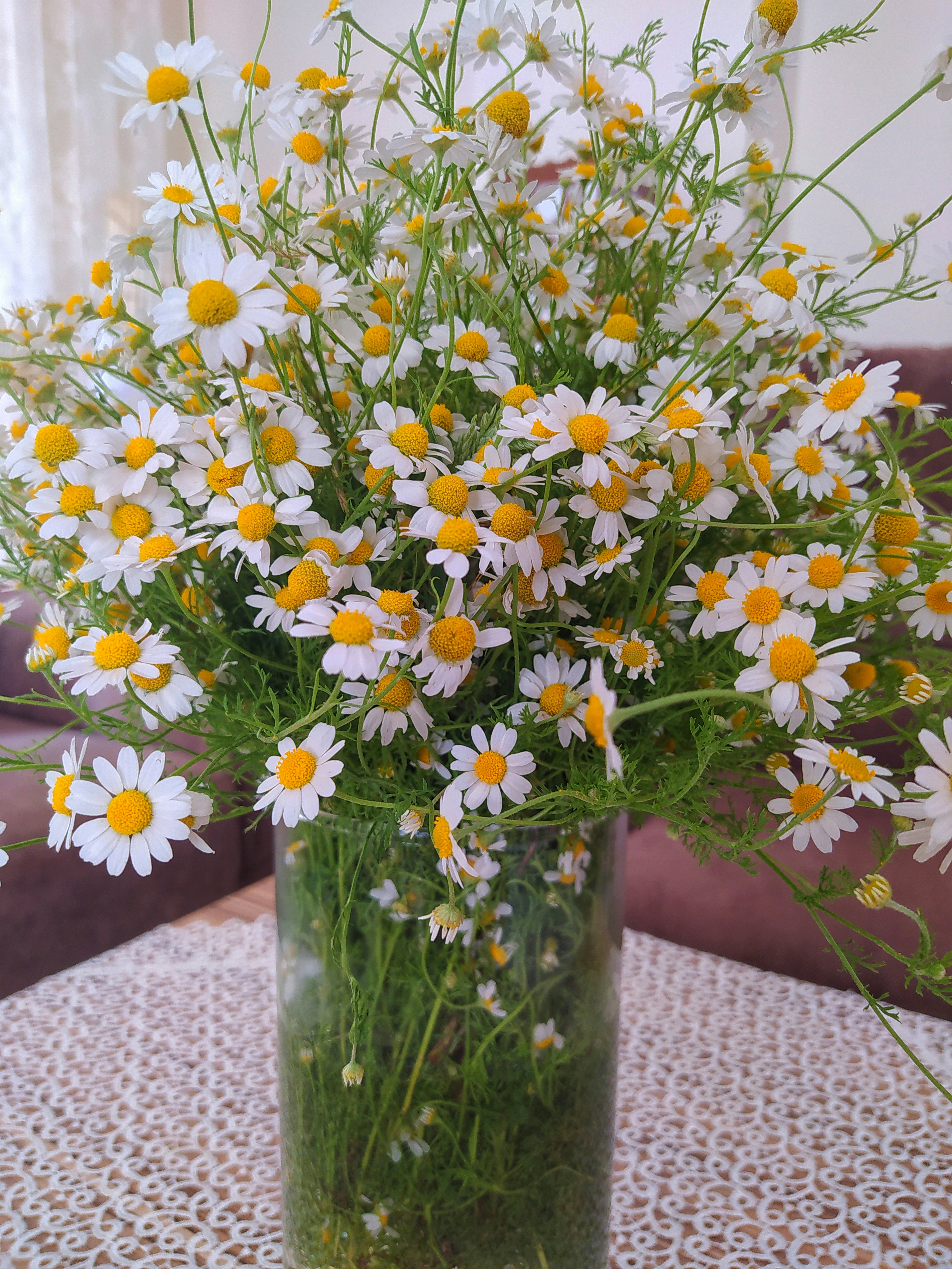 Blooming Glass Vase: Chamomile Burst in Soft Natural Light