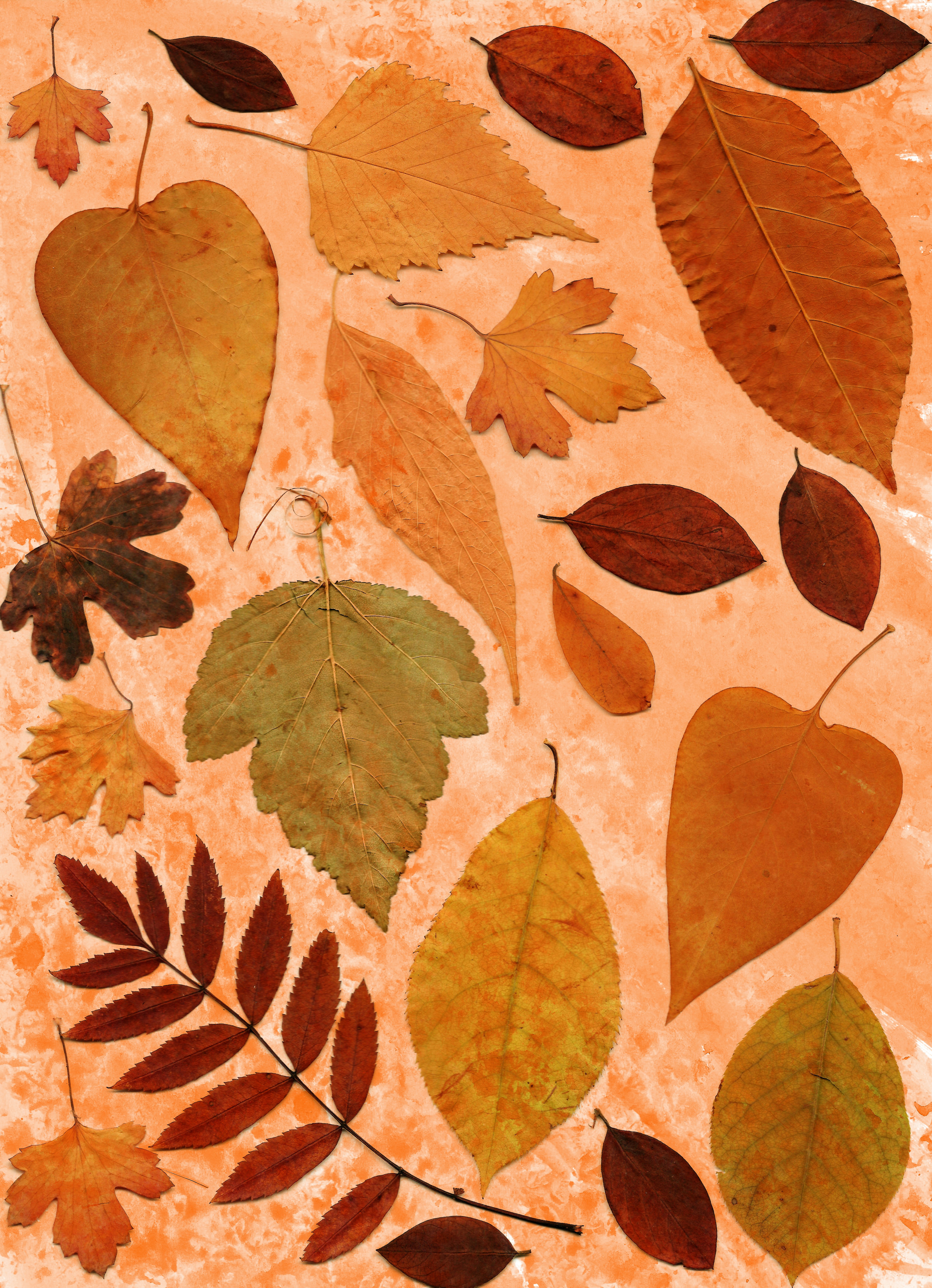 Dry Tree Pictures | Download Free Images on Unsplash