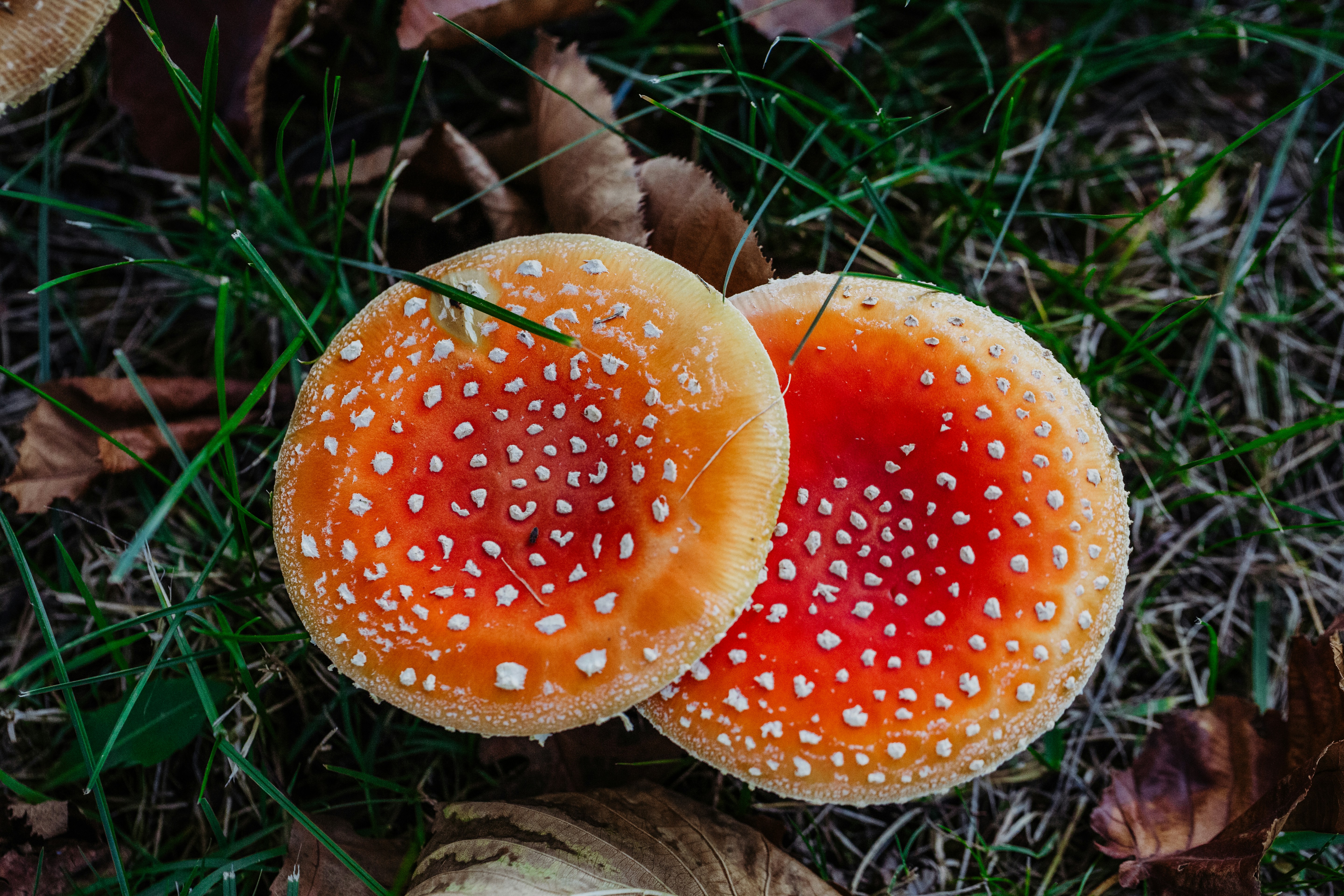 Two vibrant red and orange mushrooms with white speckles nestled among green grass and fallen leaves.