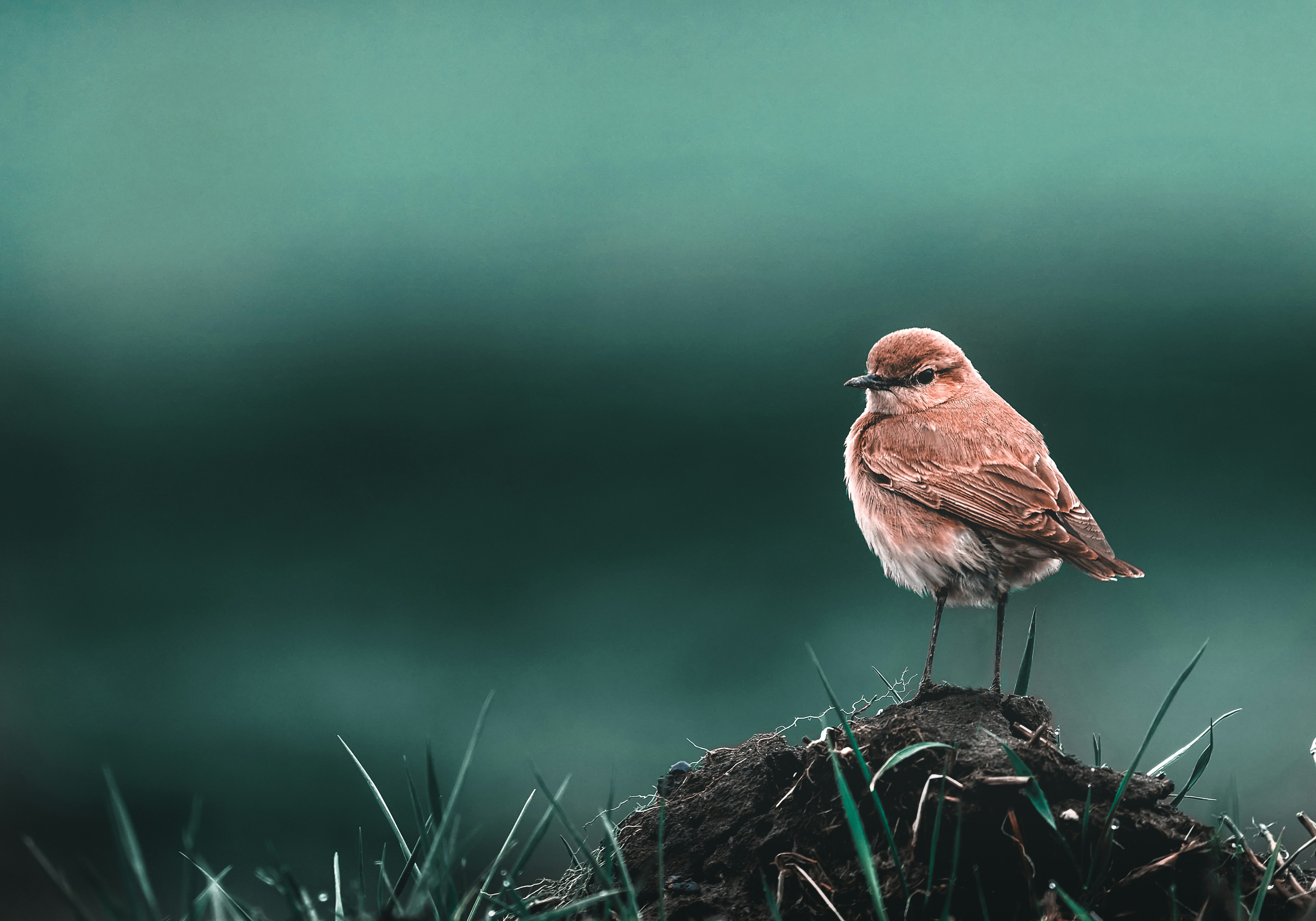 Rusty Brown Warbler on a Mossy Knoll Under a Velvet Green Backdrop