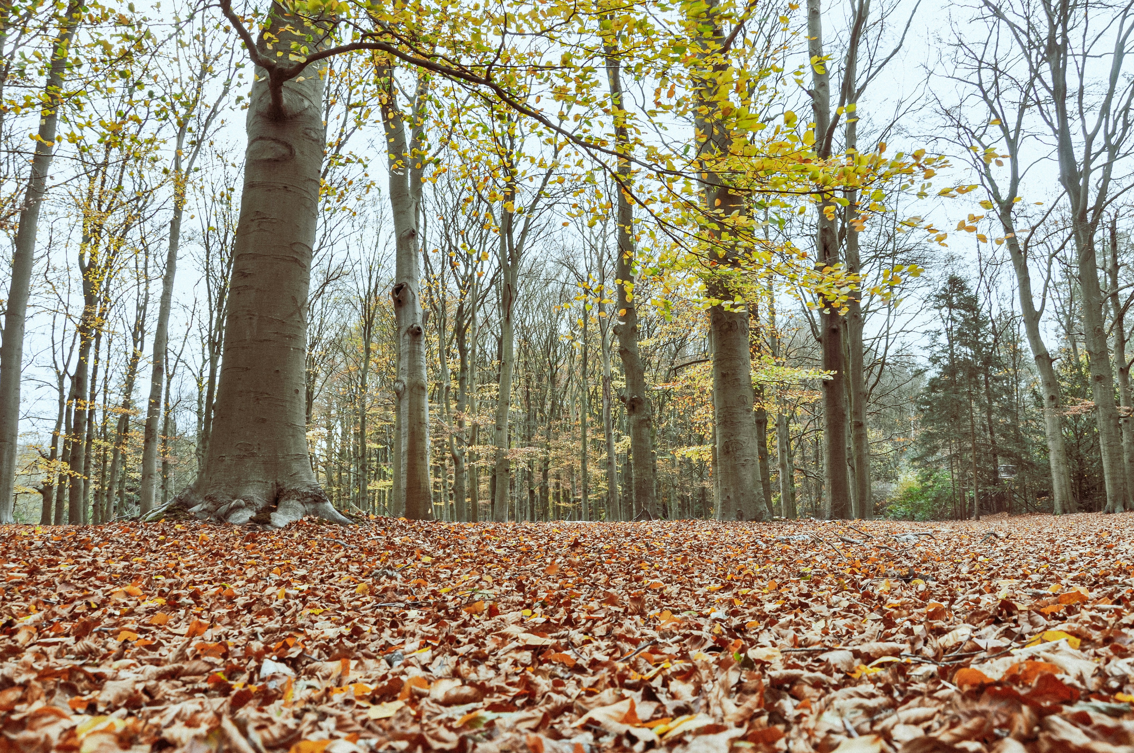 Golden leaves blanket the forest floor beneath towering trees, creating a serene autumnal landscape.