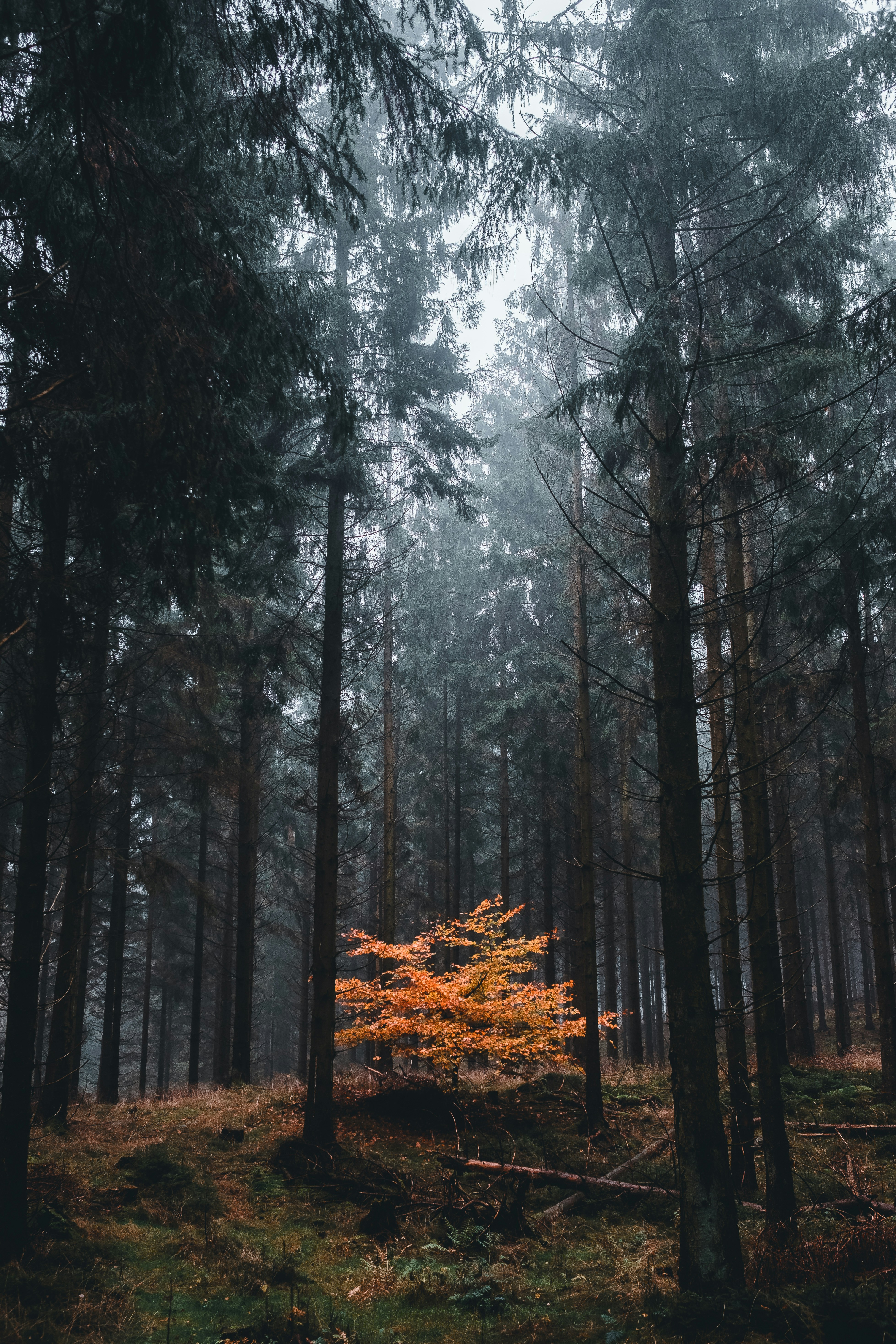 David Sjunnesson (@zervez) | Komunitas Foto Unsplash