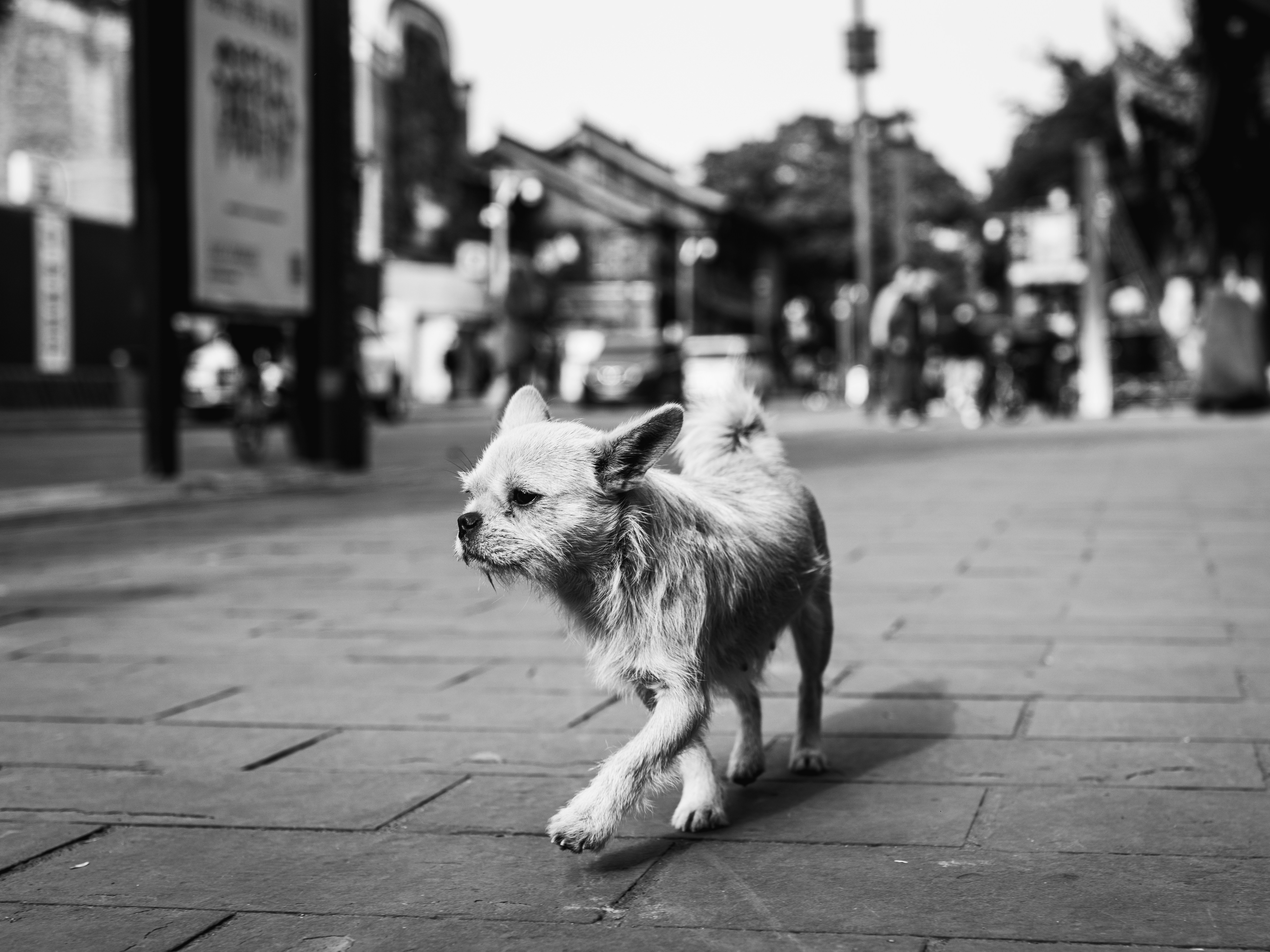 A small dog walks confidently along a bustling city street, surrounded by blurred figures and urban scenery. The monochrome effect adds a timeless quality to the scene.