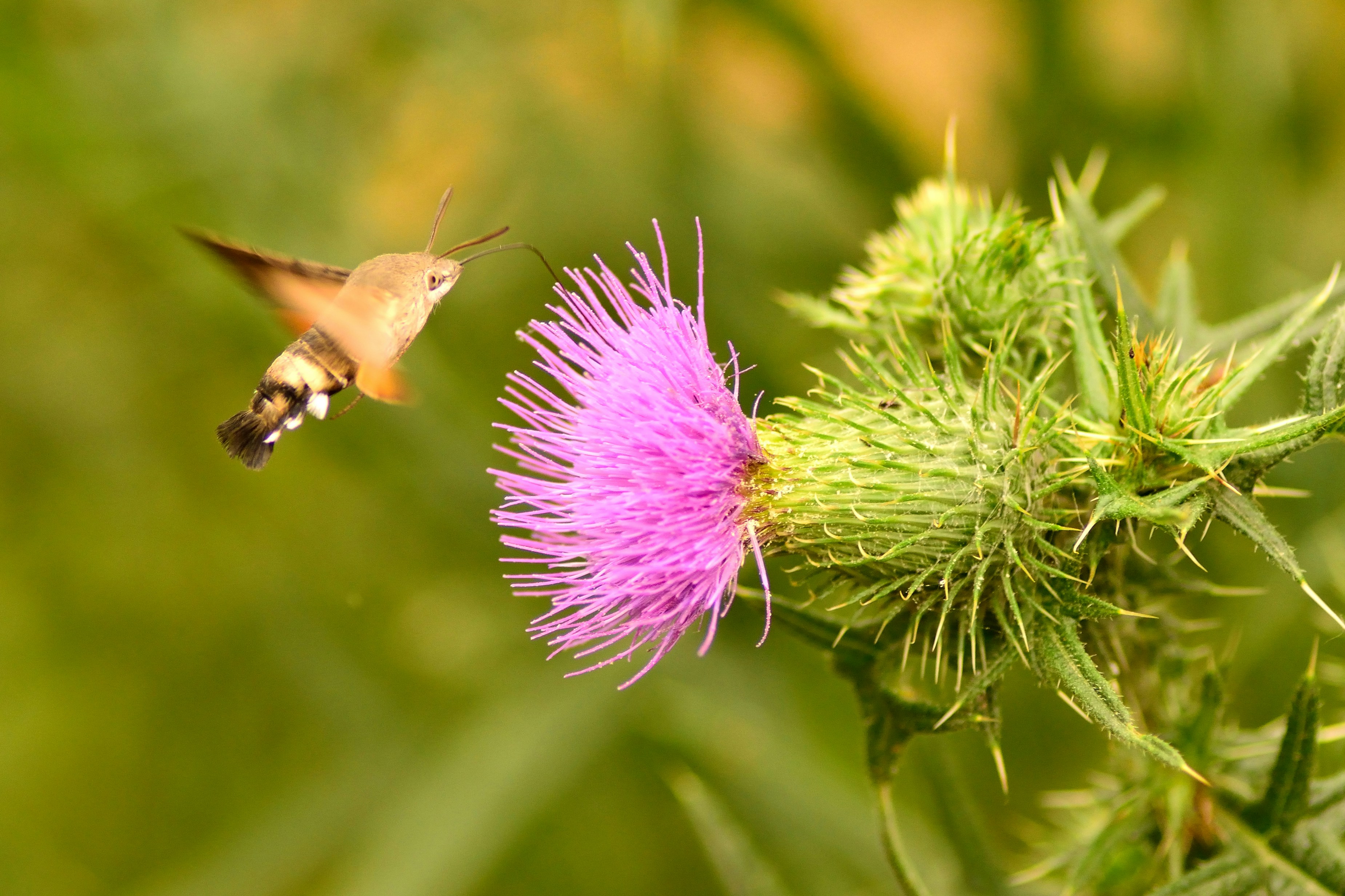 Hummingbird in Flight Near a Pink Thistle Bloom