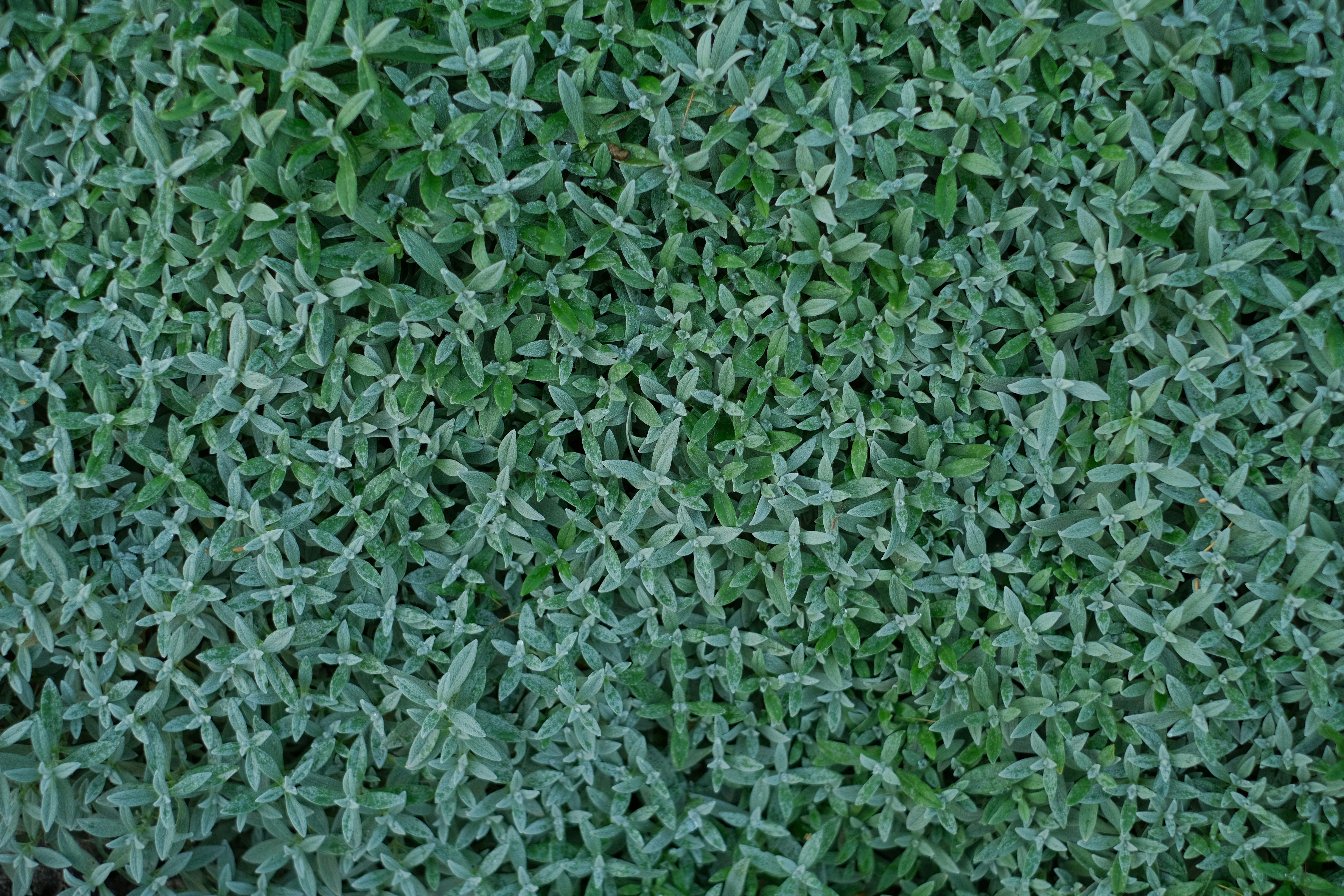 Dense carpet of green foliage with varying shades and textures, showcasing the complexity of plant life. Ideal for nature studies or landscaping inspiration.
