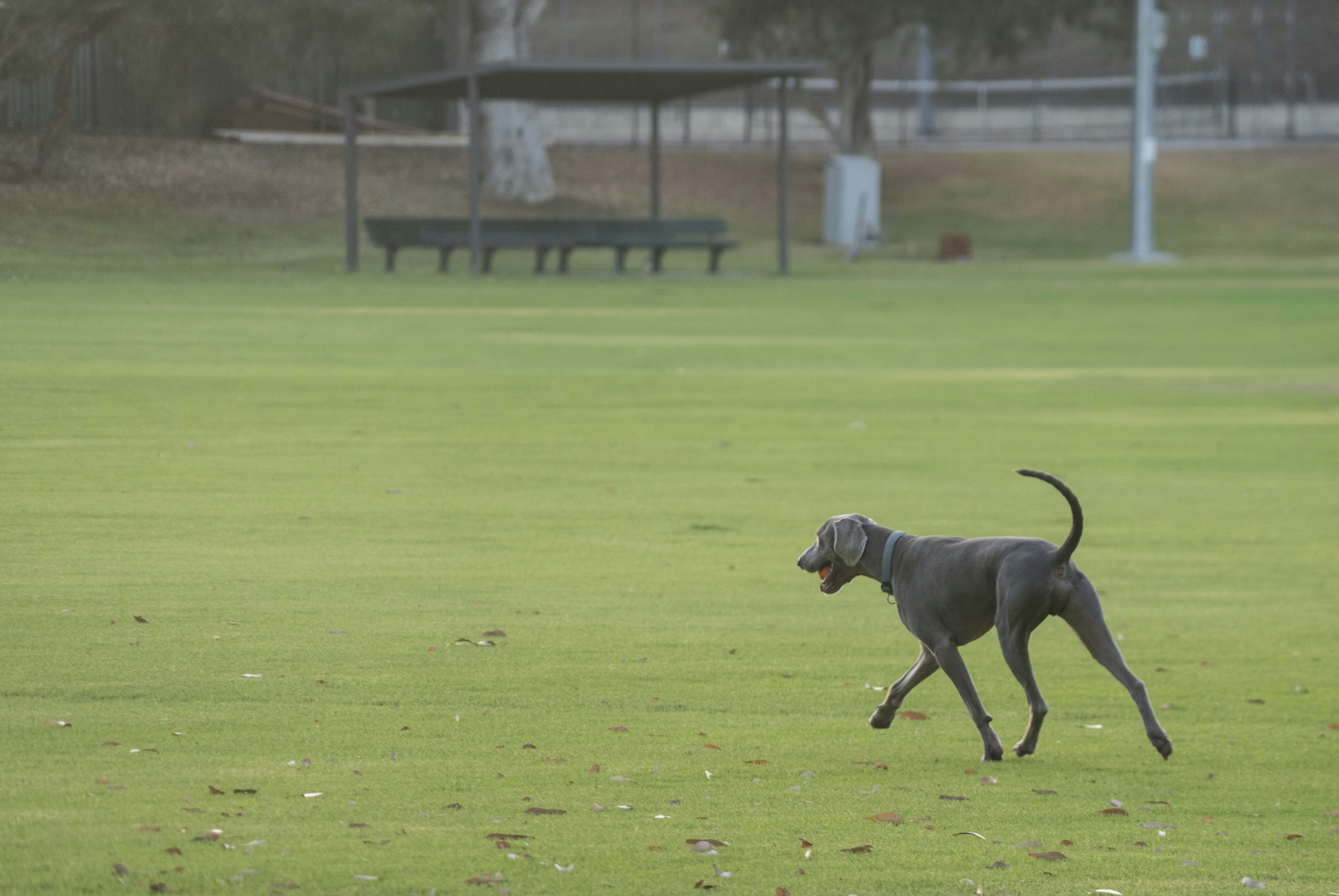 Joyful Lab on a Sunny Green
