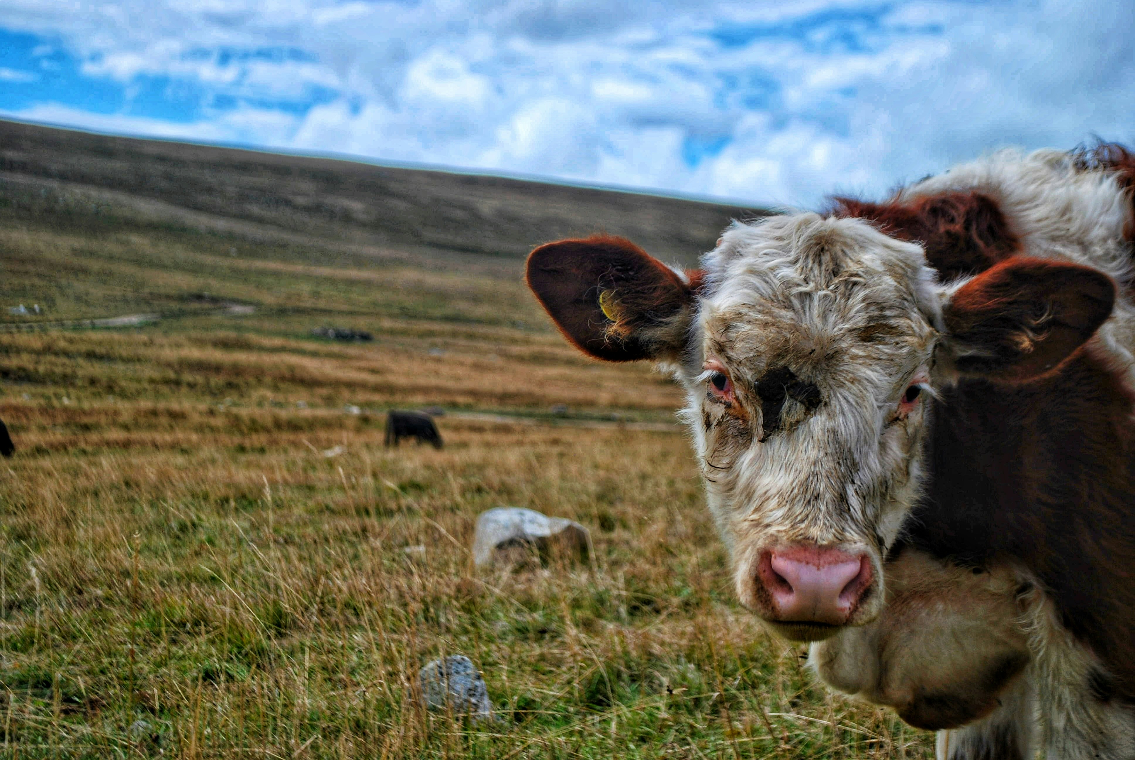 Curious Cow at the Open Moor