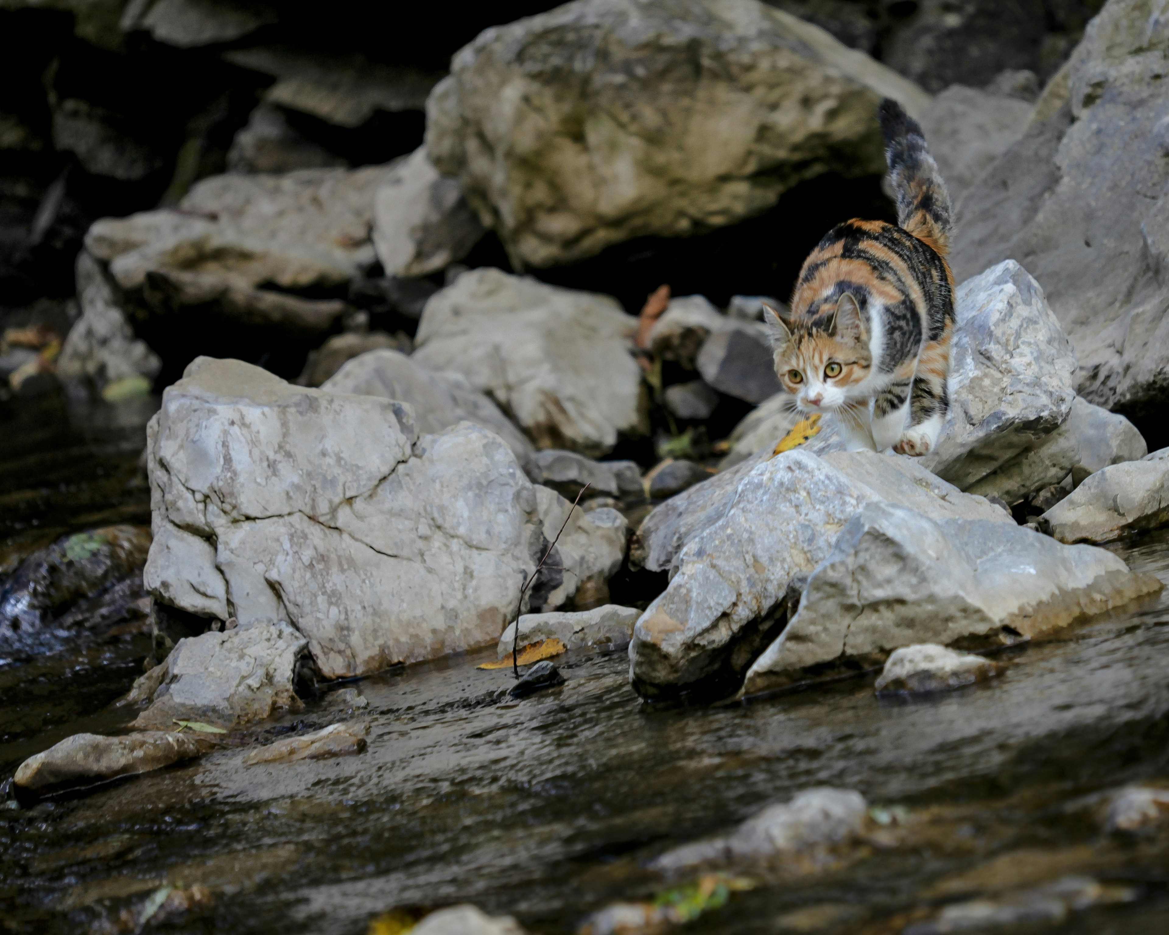 Riverbank Recon: A Calico Cat Navigates the Pebbled Stream
